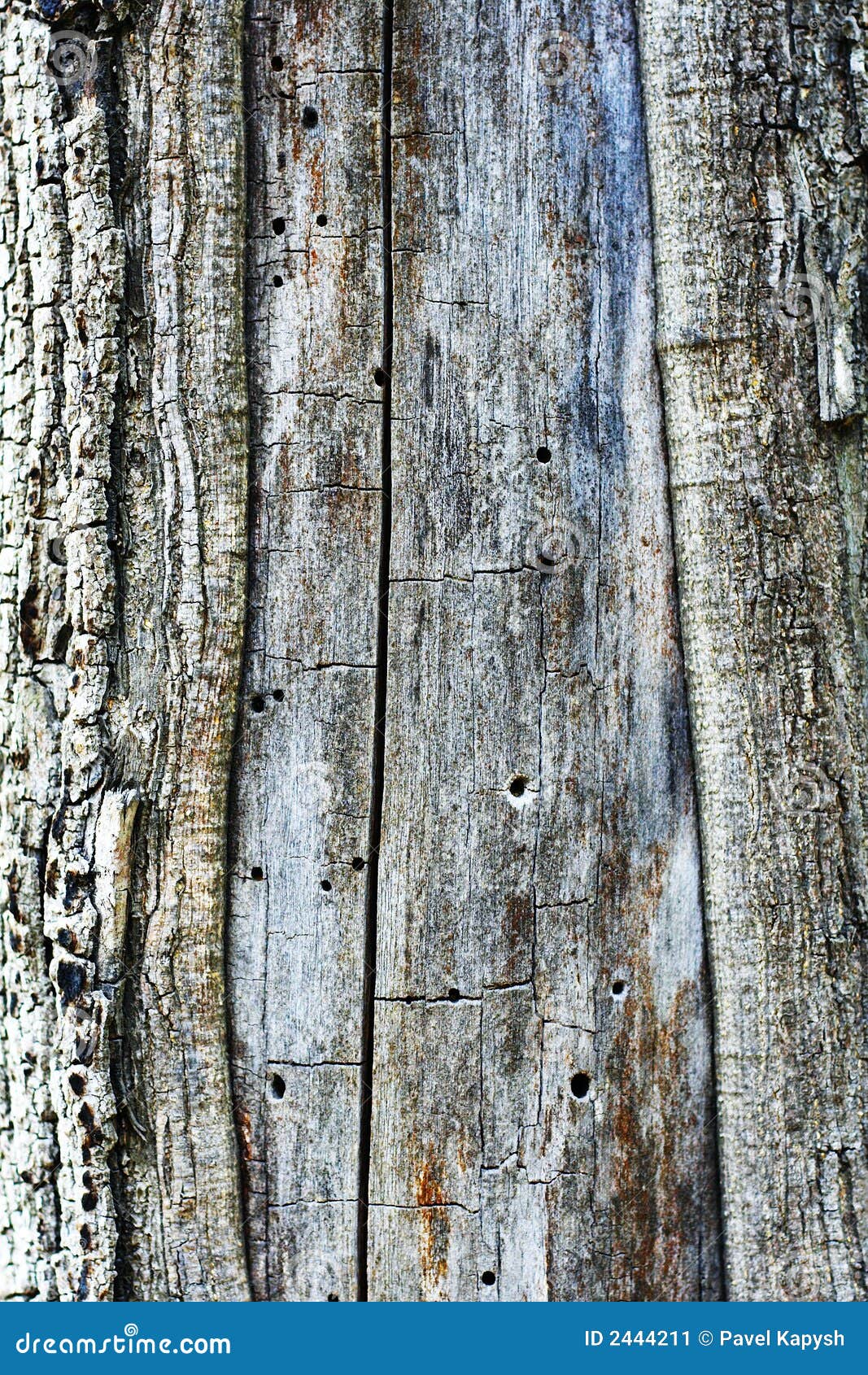 Old Tree Bark Texture stock image. Image of natural, alive - 2444211