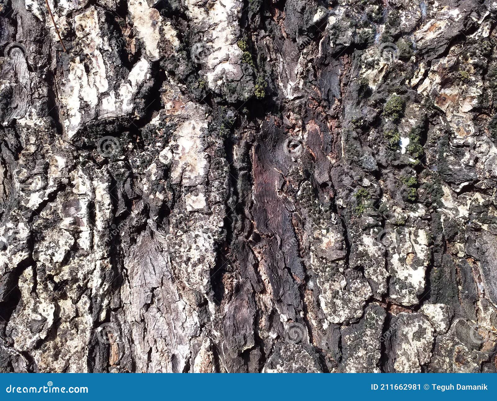 Old Tree Bark Texture Background Stock Image - Image of bark, geology ...