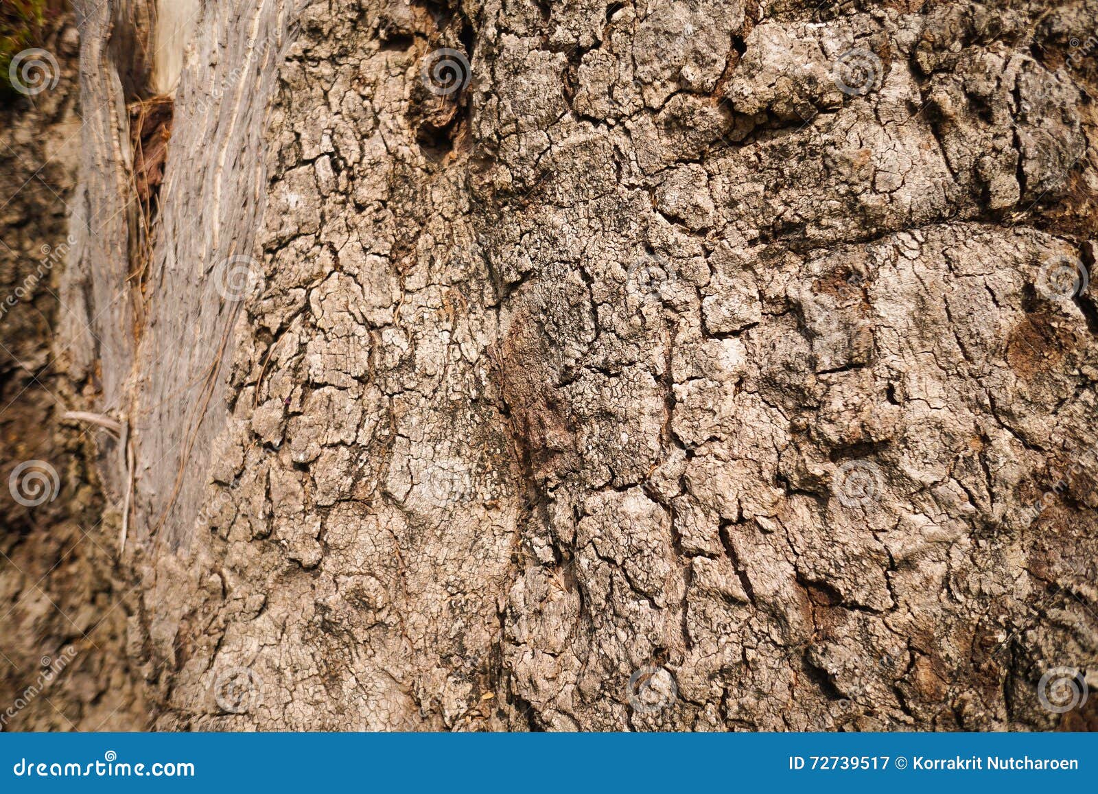 Old Tree Bark Texture/ Background Stock Image - Image of nature ...