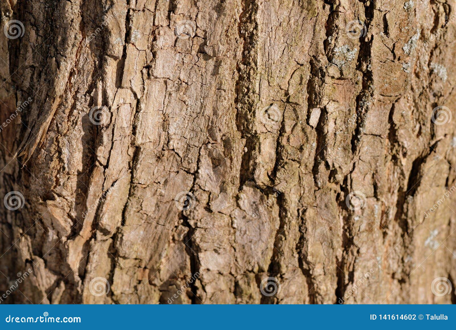 Old Tree Bark Texture Background. Brown Color Toned Stock Photo - Image ...
