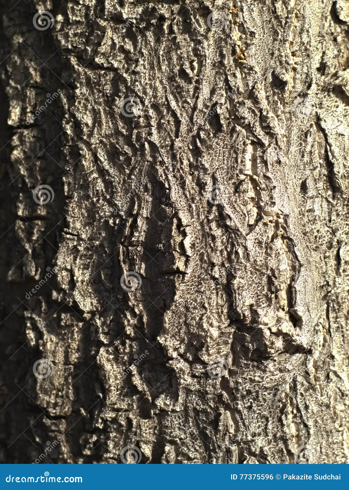 Old Tree Bark Texture Background Stock Photo - Image of sunlight ...