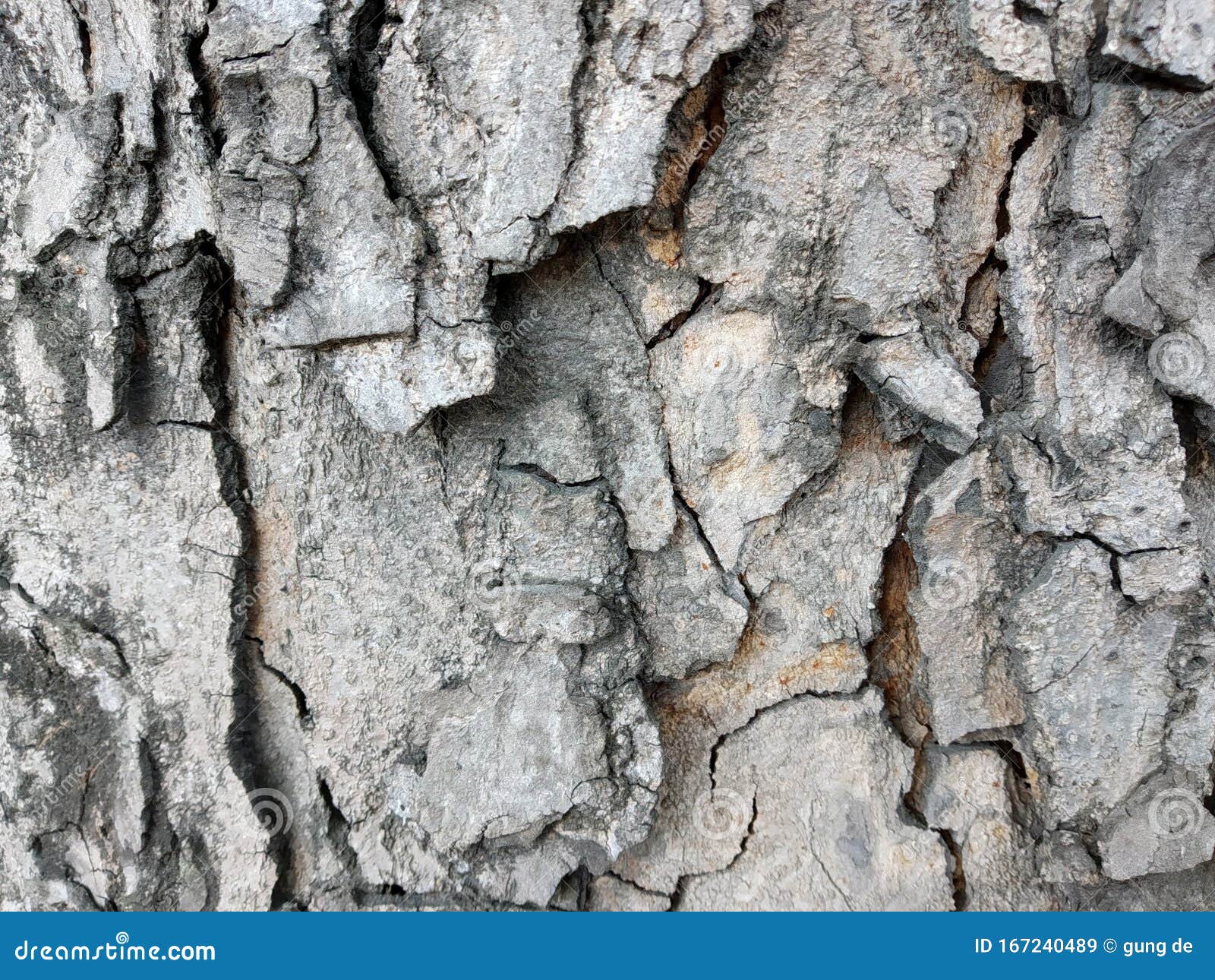 Old Tree Bark Texture Background. for Wallpaper Stock Image - Image of ...