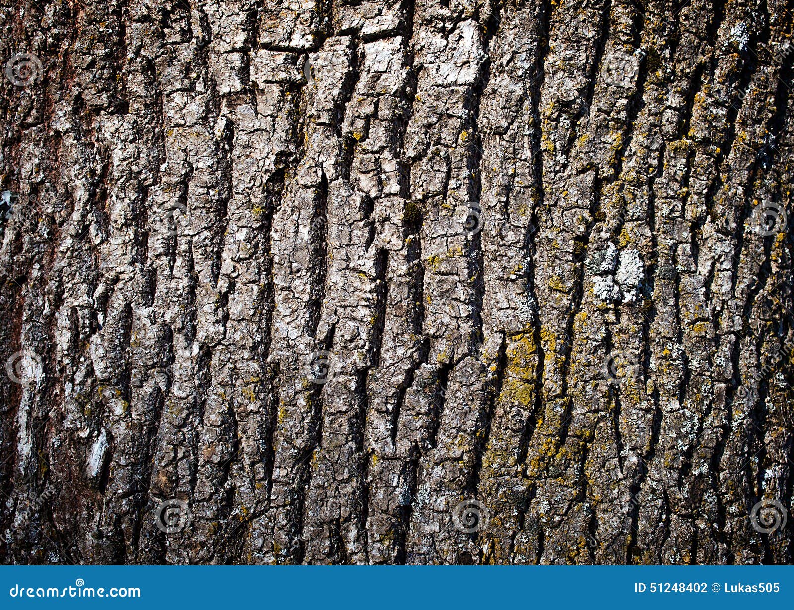 Old tree bark texture stock photo. Image of design, pine - 51248402