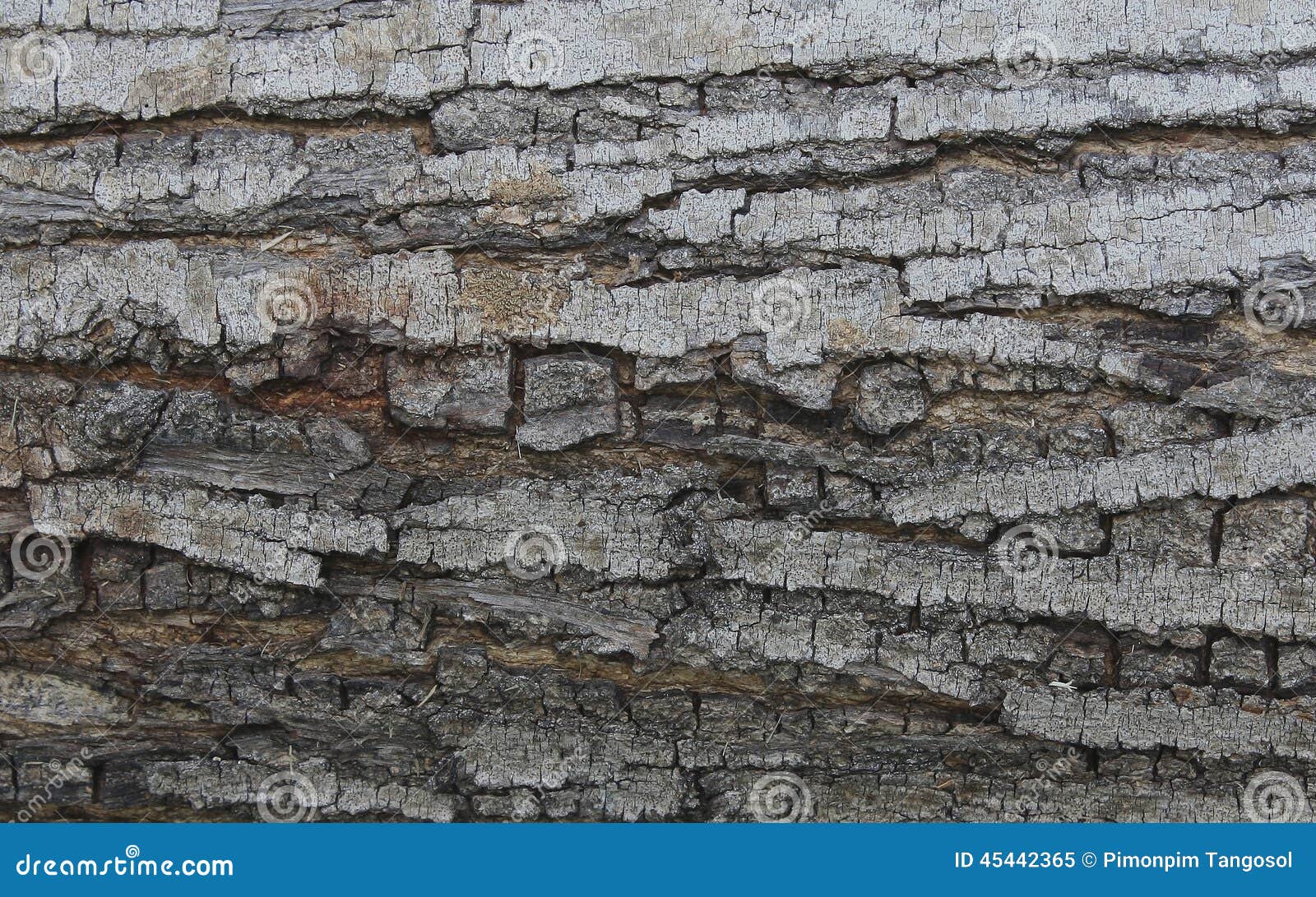Old tree bark texture stock image. Image of design, plant - 45442365