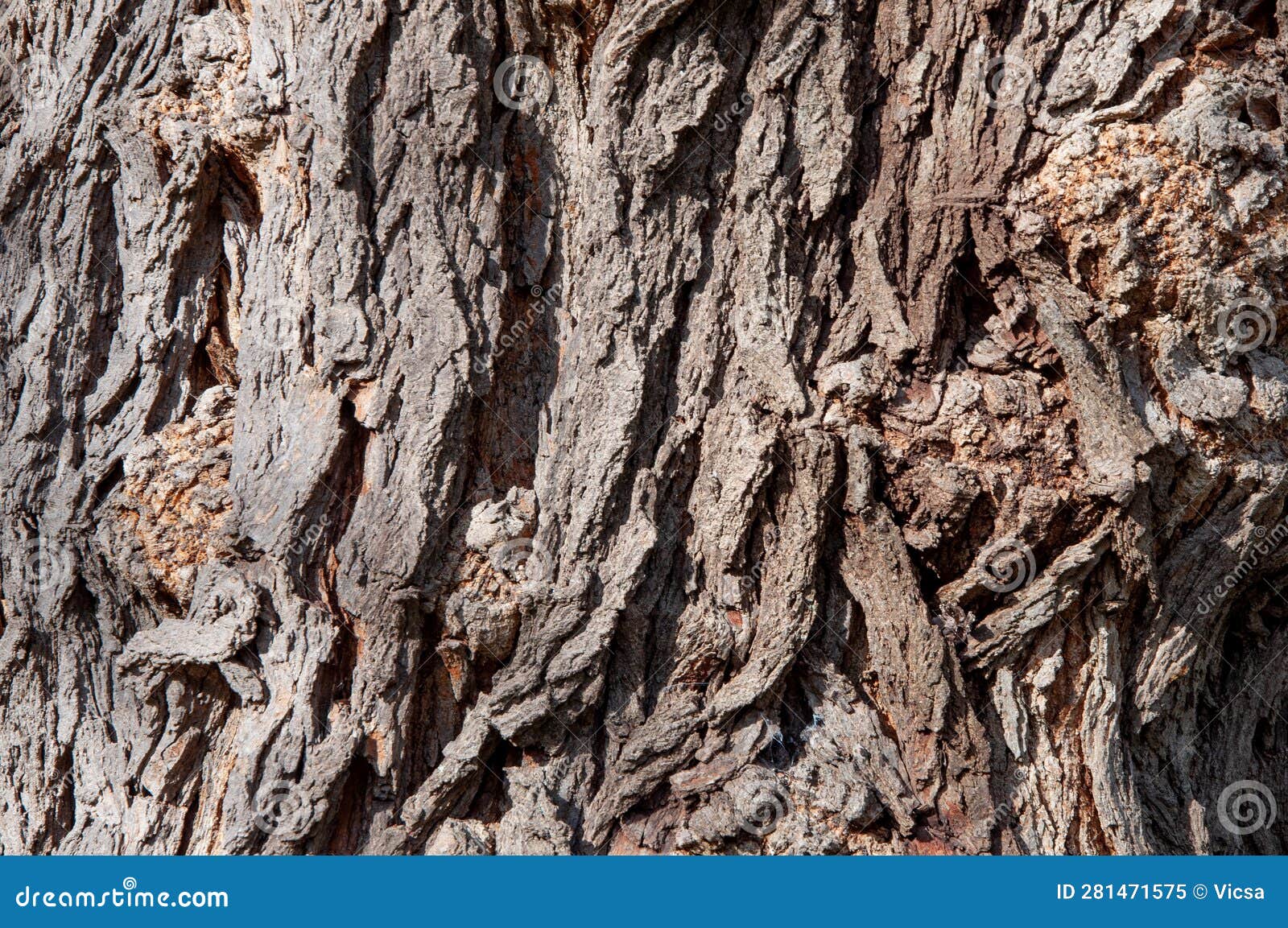 Closeup of Old Tree Bark Texture Stock Image - Image of gray, dark ...