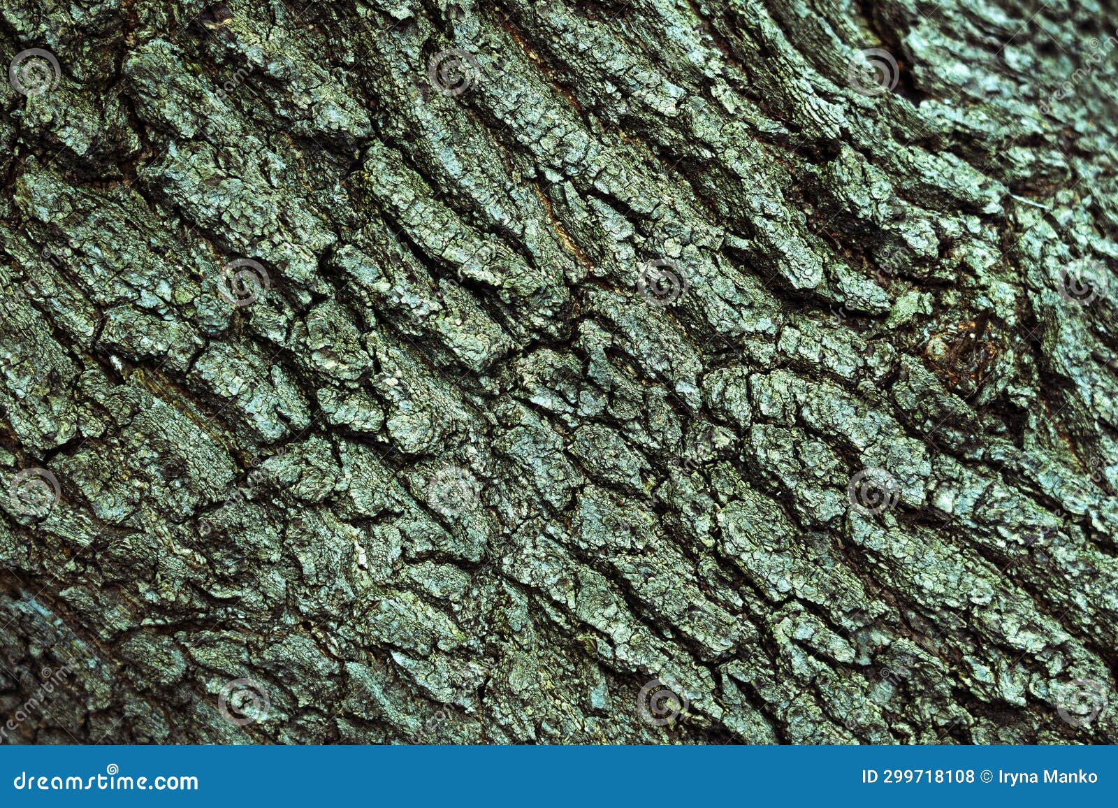 Old tree bark texture stock photo. Image of ecology - 299718108
