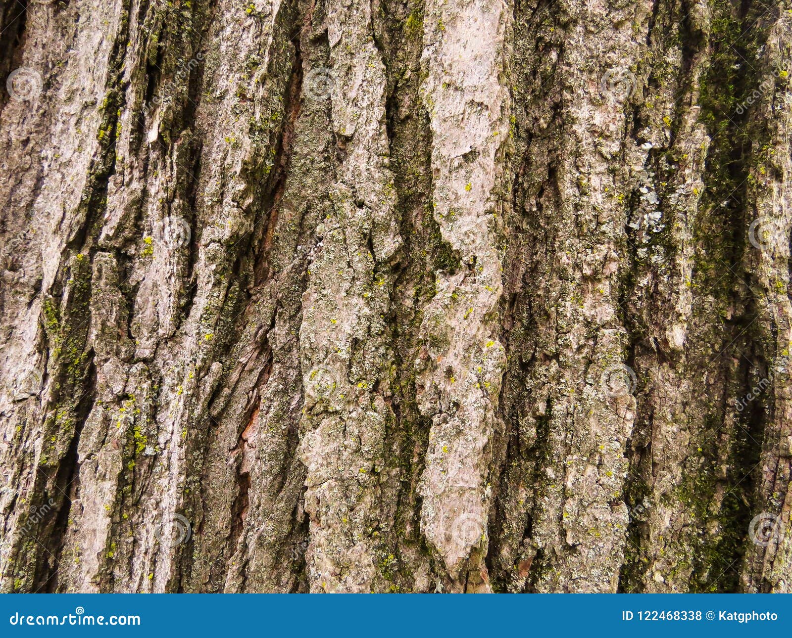 Old Tree Bark Textured Background Stock Photo - Image of bark, brown ...