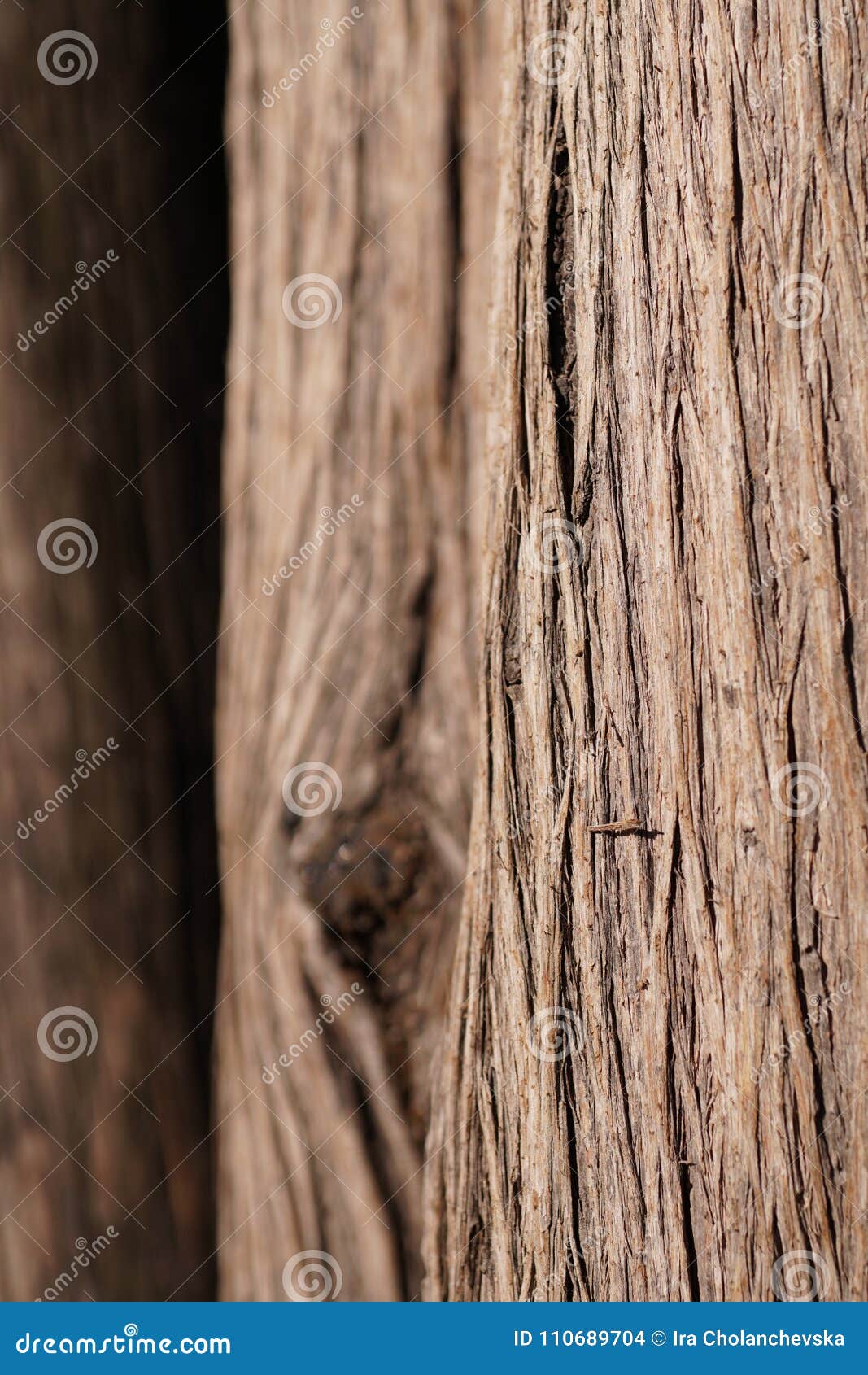 Old tree bark structure stock photo. Image of brown - 110689704