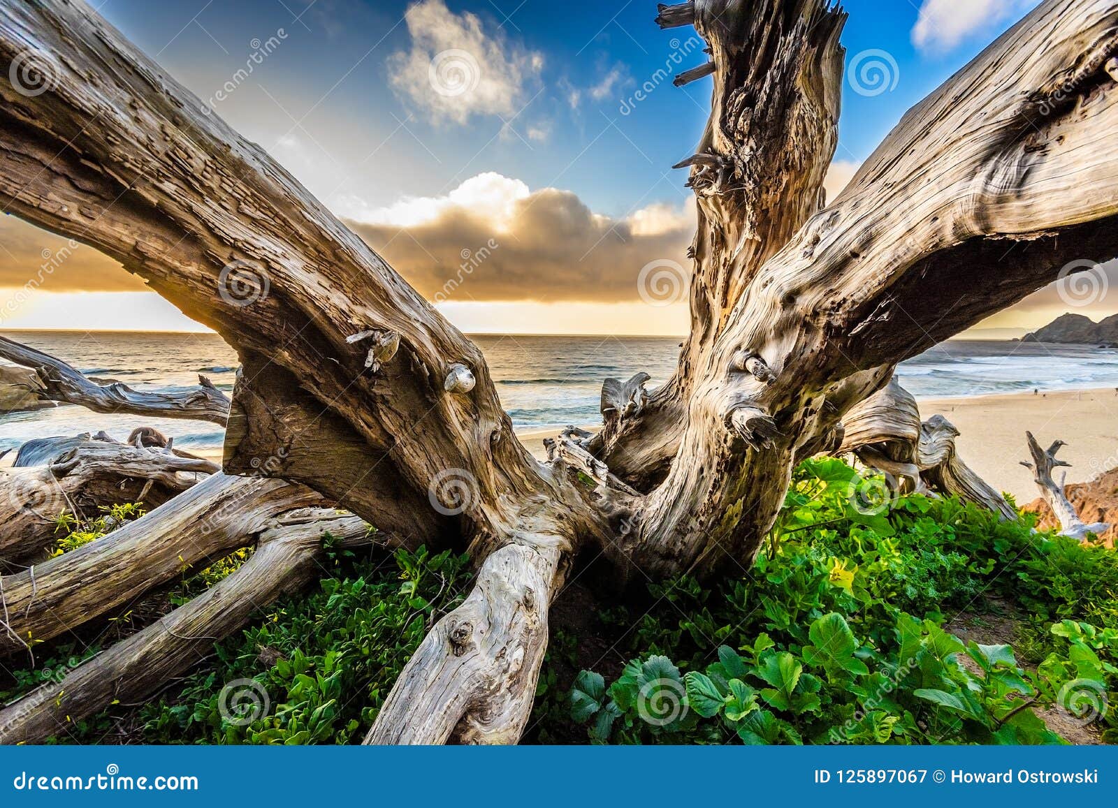 Old tree at the beach stock image. Image of montera - 125897067