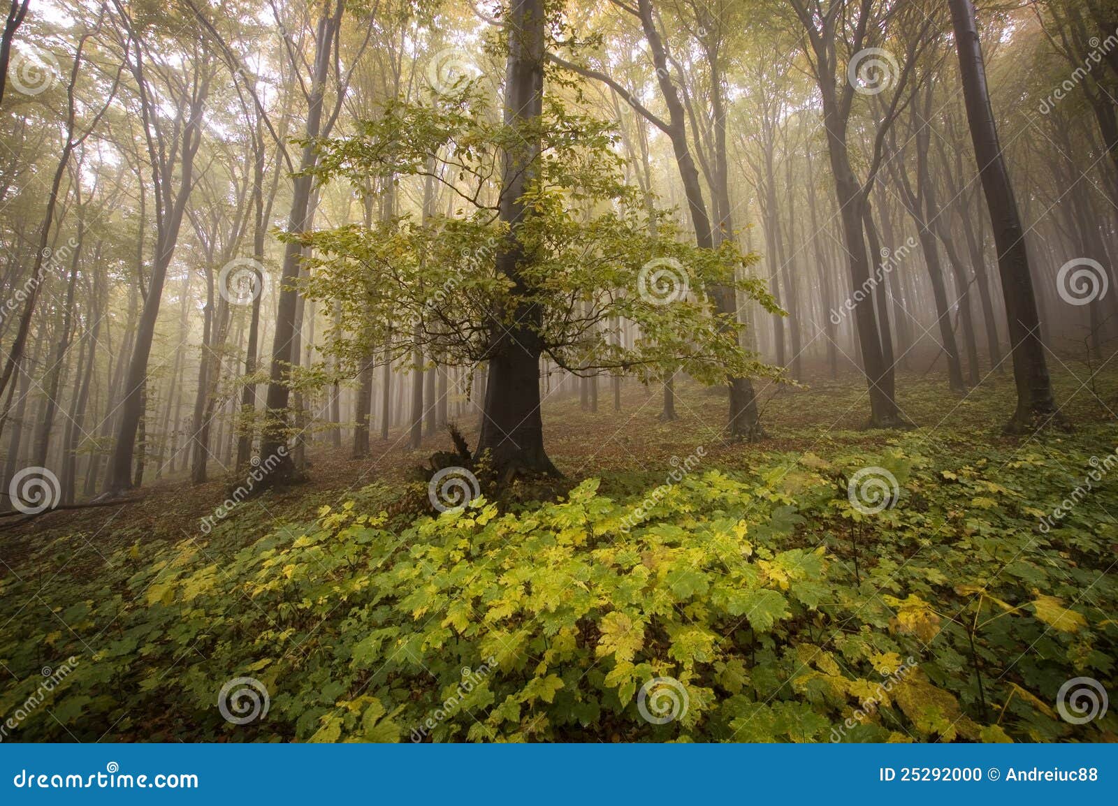 Old Tree in a Beautiful Forest in Autumn Stock Photo - Image of evening ...