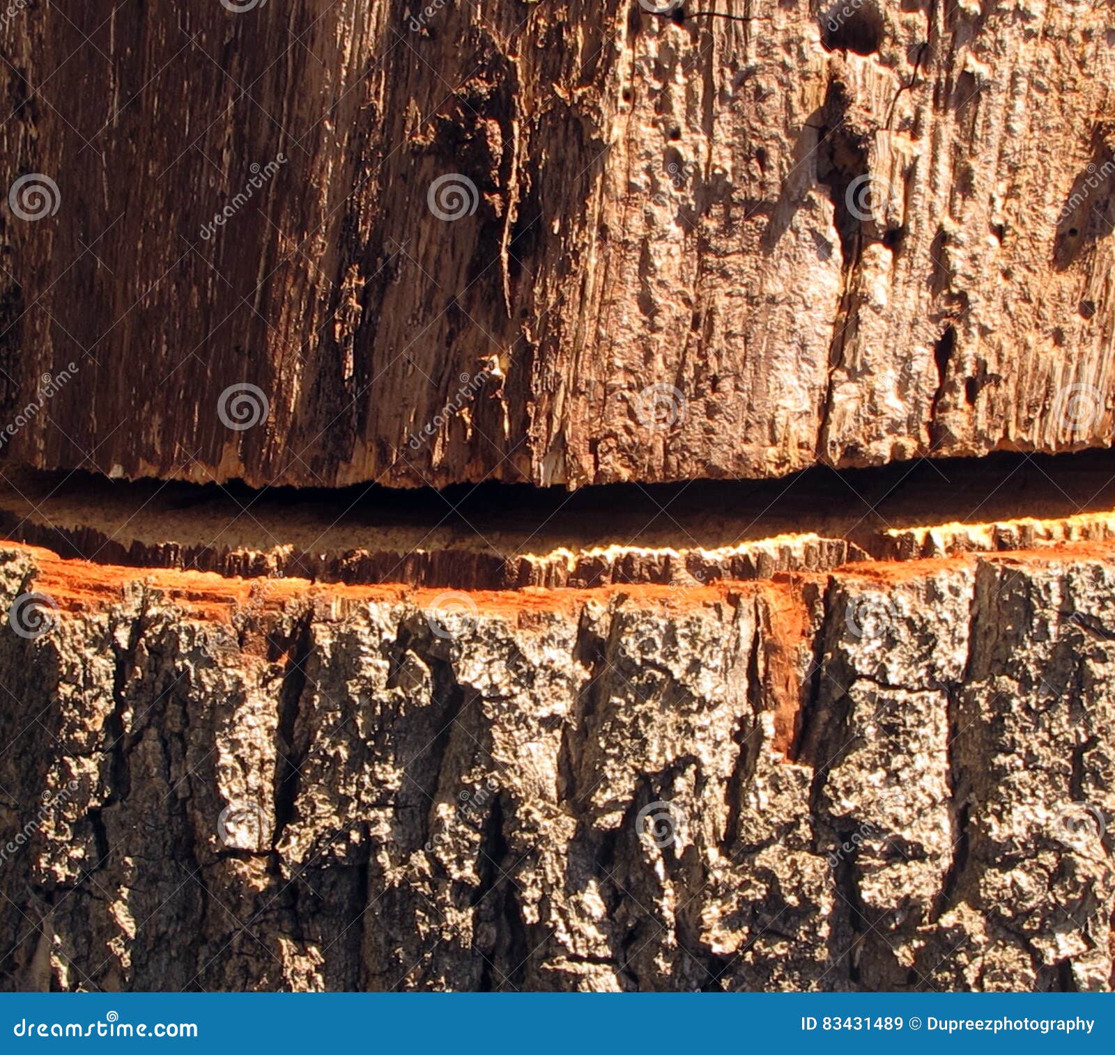 An old tree is being cut stock image. Image of dead, firewood - 83431489