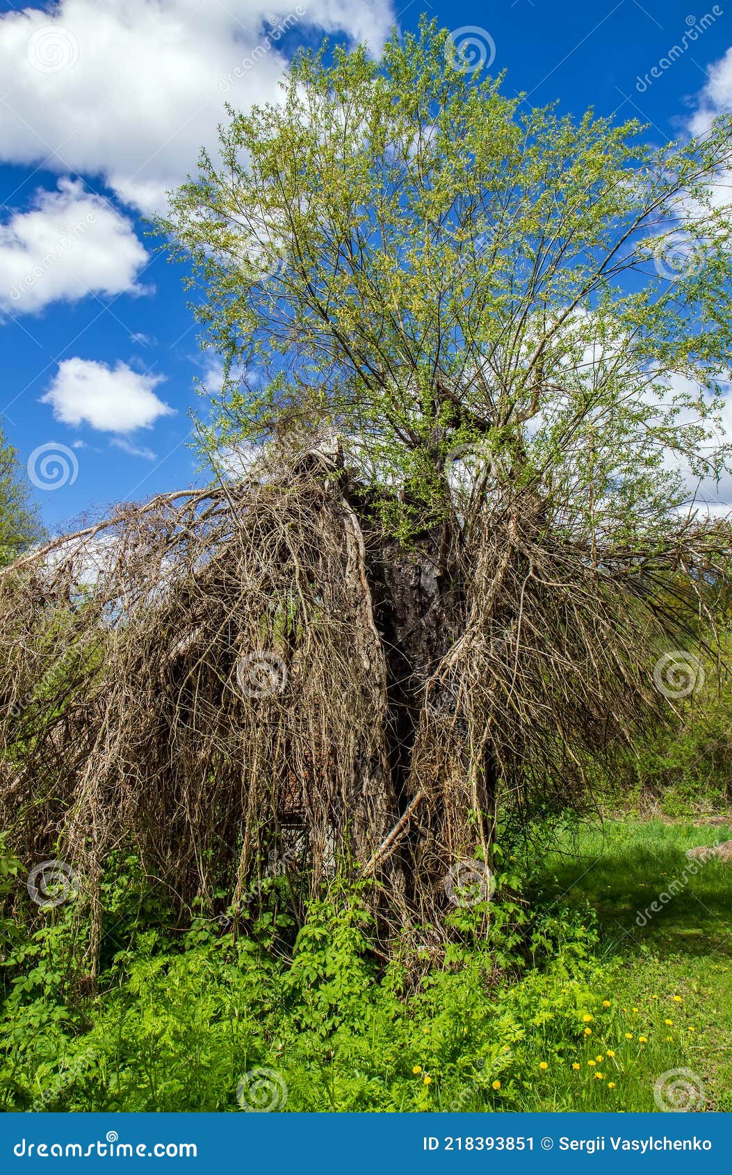 Old Tree after Being Struck by Lightning. Stock Image - Image of shoots ...