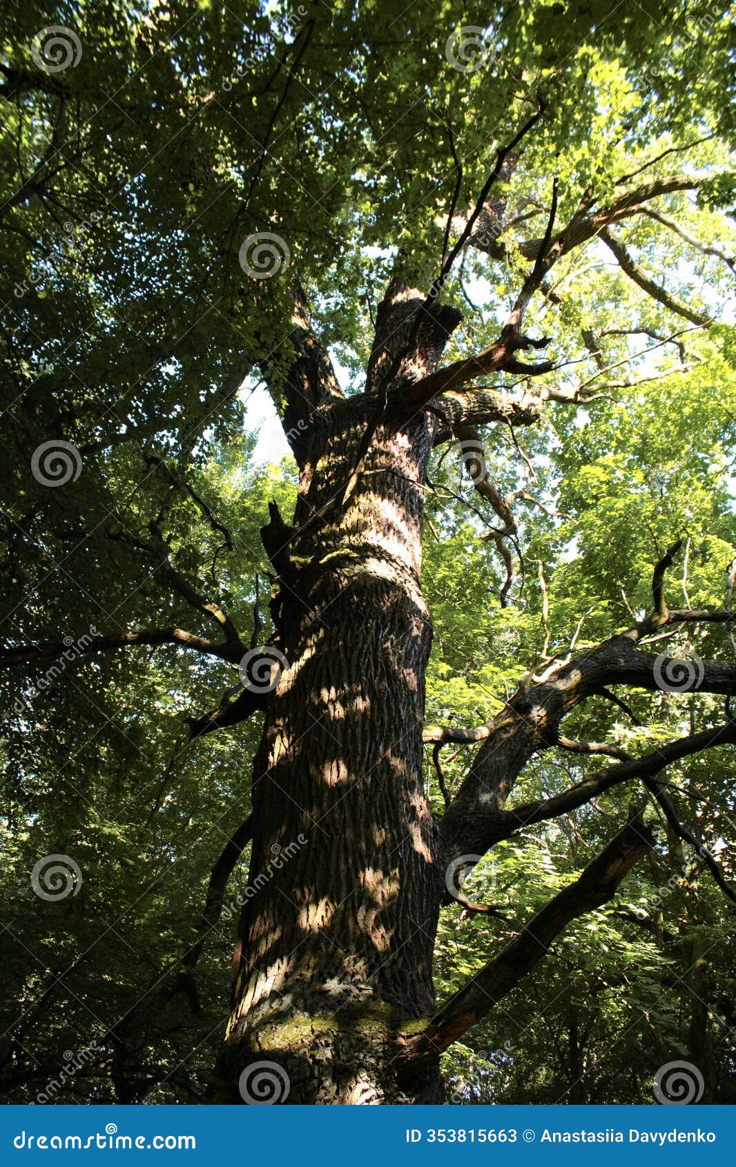 Old Tree from Below. Looking Up Perspective. Lush Green Forest. Full ...