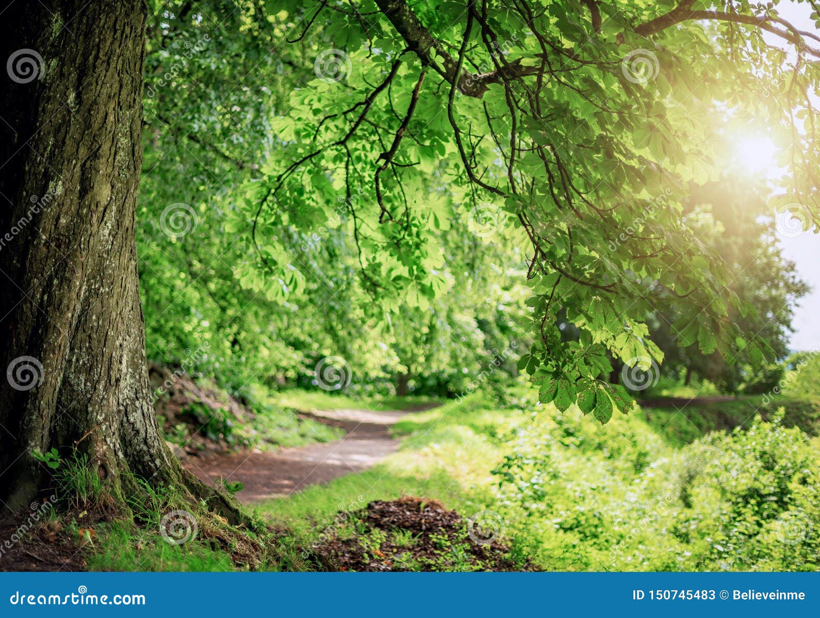 Tree Bent Over the Branches in the Forest. Stock Image - Image of road ...