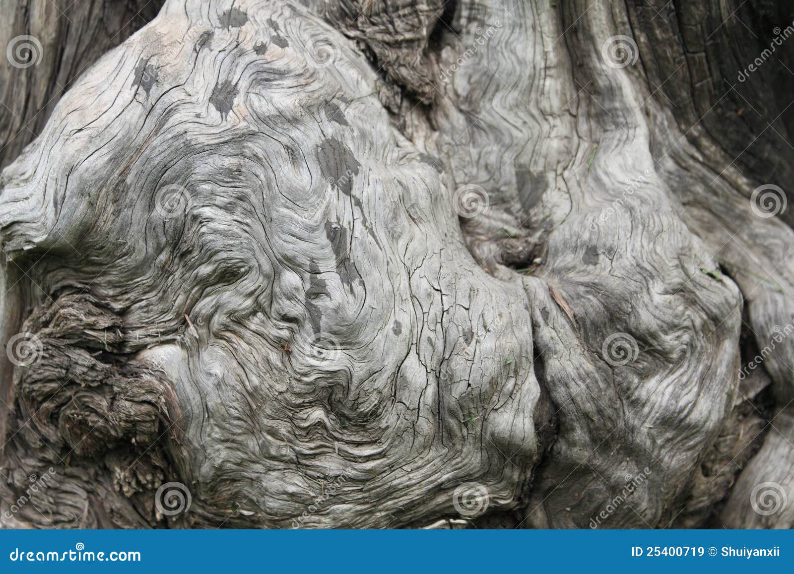Old tree with big knot stock image. Image of knurr, knot - 25400719
