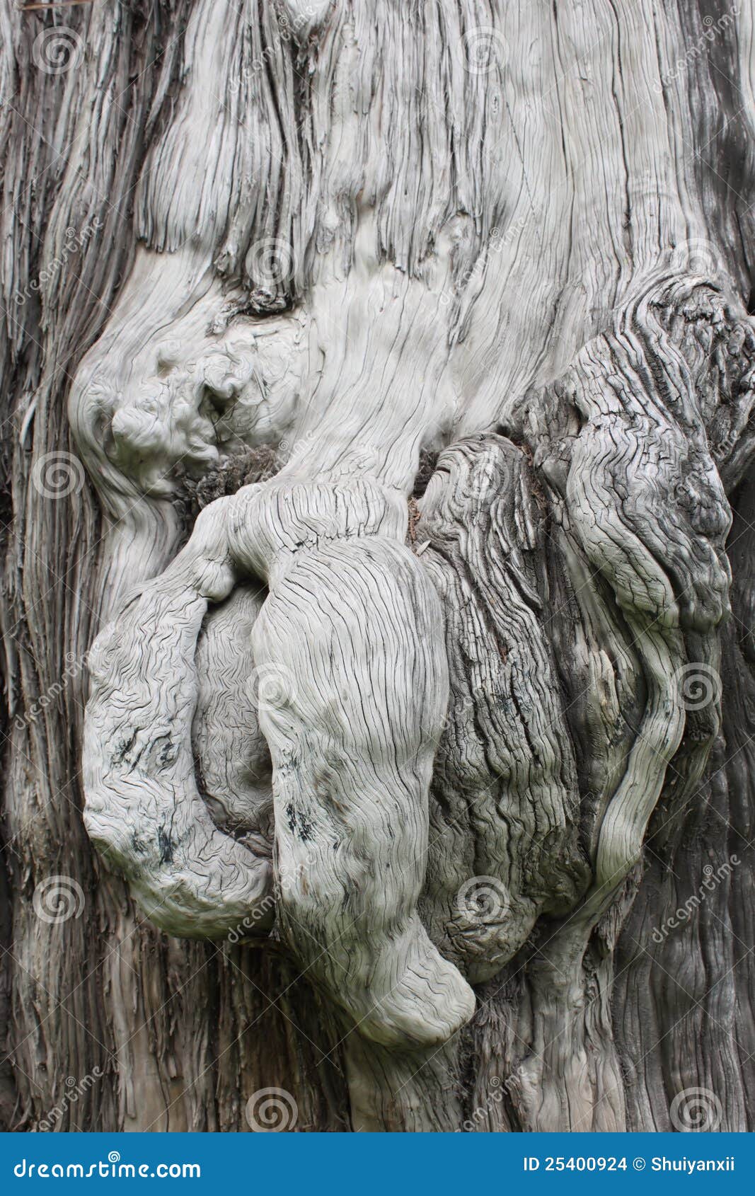 Old tree with big knot stock photo. Image of tree, formation - 25400924