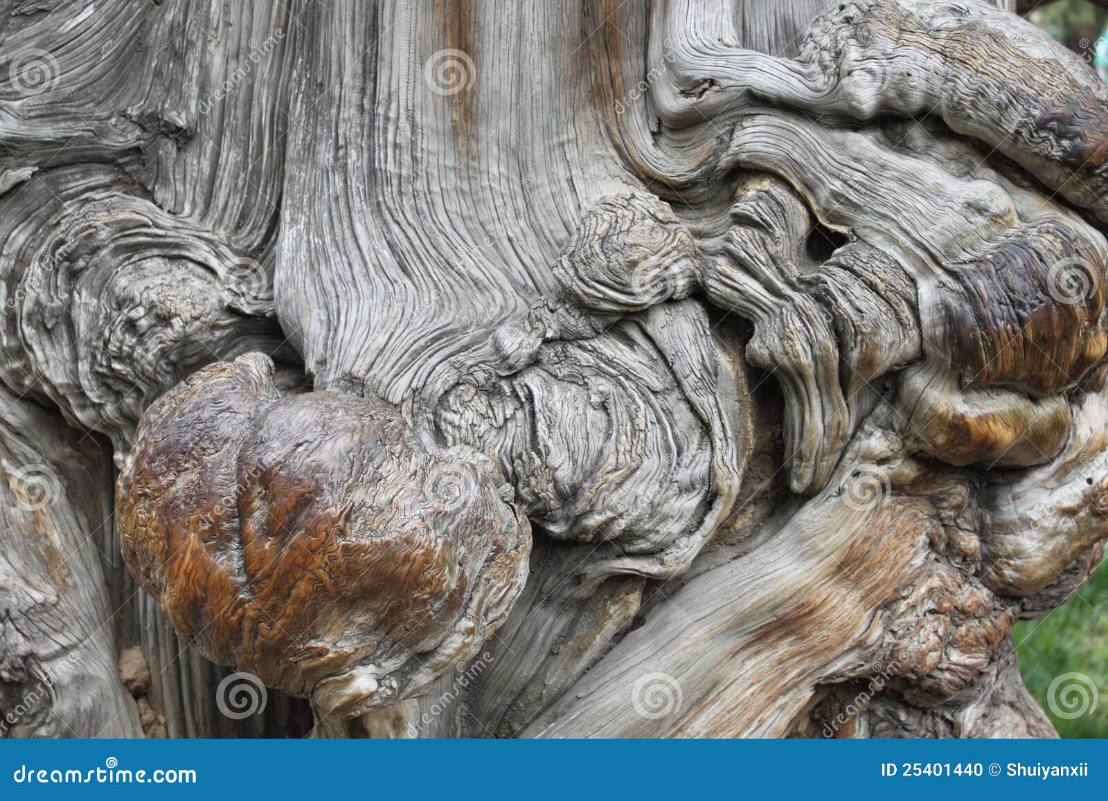 Old tree with big knot stock photo. Image of knot, botany - 25401440