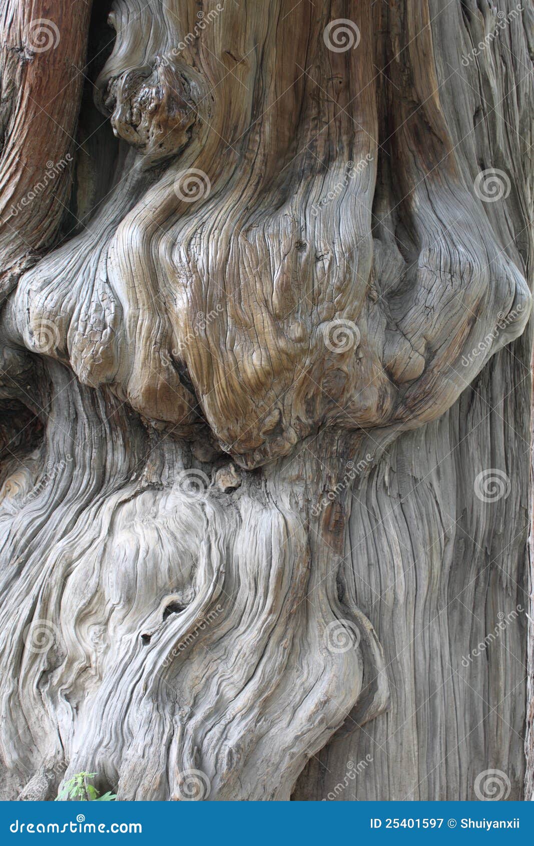 Old tree with big knot stock image. Image of nature, plant - 25401597