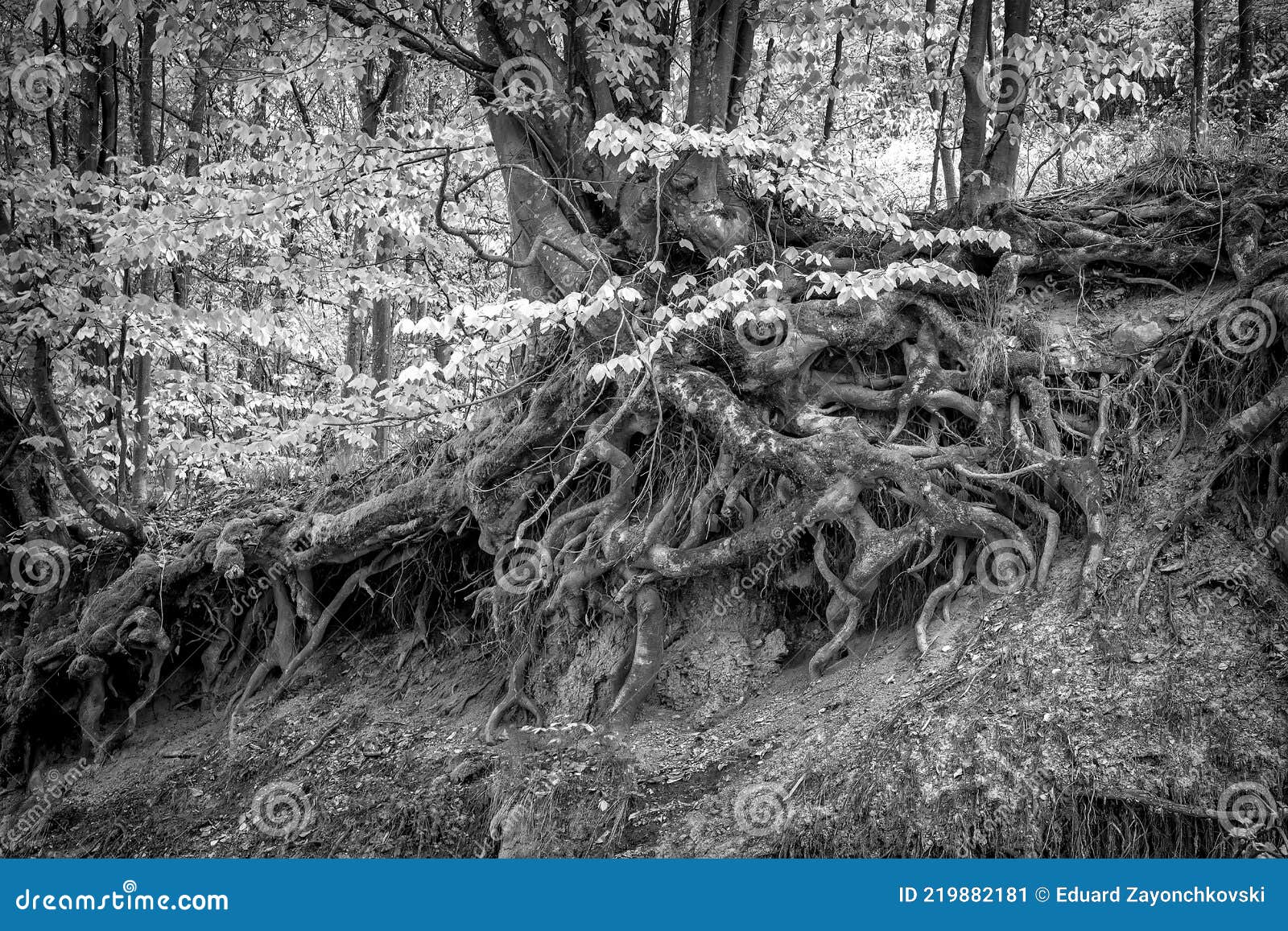 Old Tree with Big Roots Above the Ground in the Forest. Stock Image ...