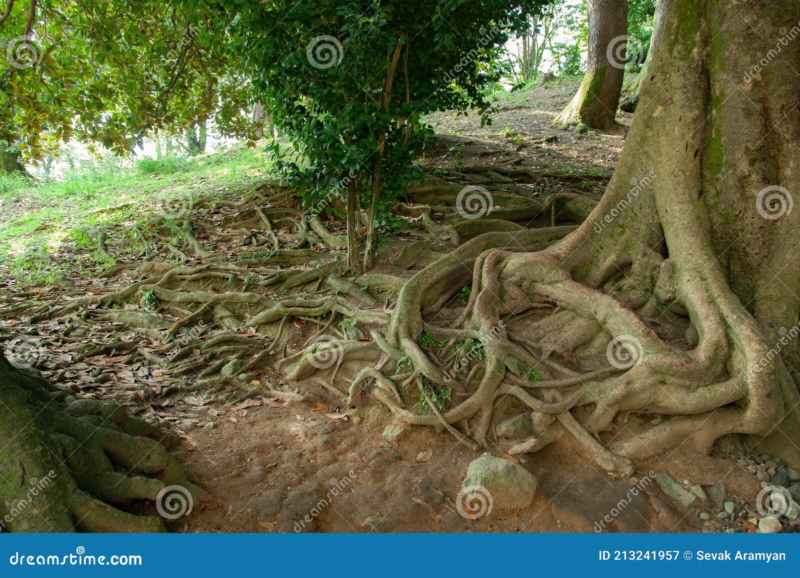 Old Tree with Big Roots Above the Ground Stock Image - Image of park ...