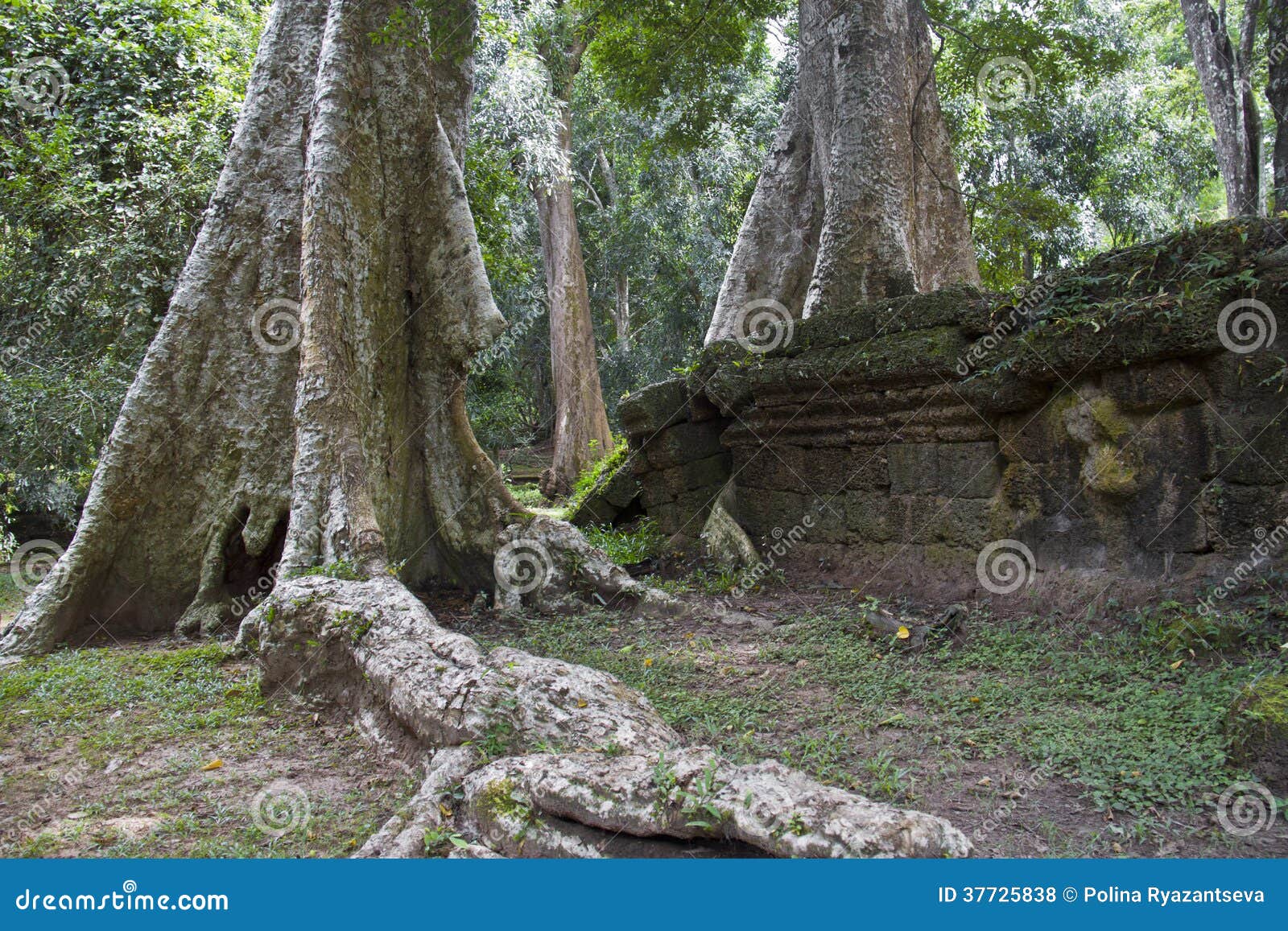 Old Tree with Big Roots in Angkor Wat Stock Photo - Image of bush ...