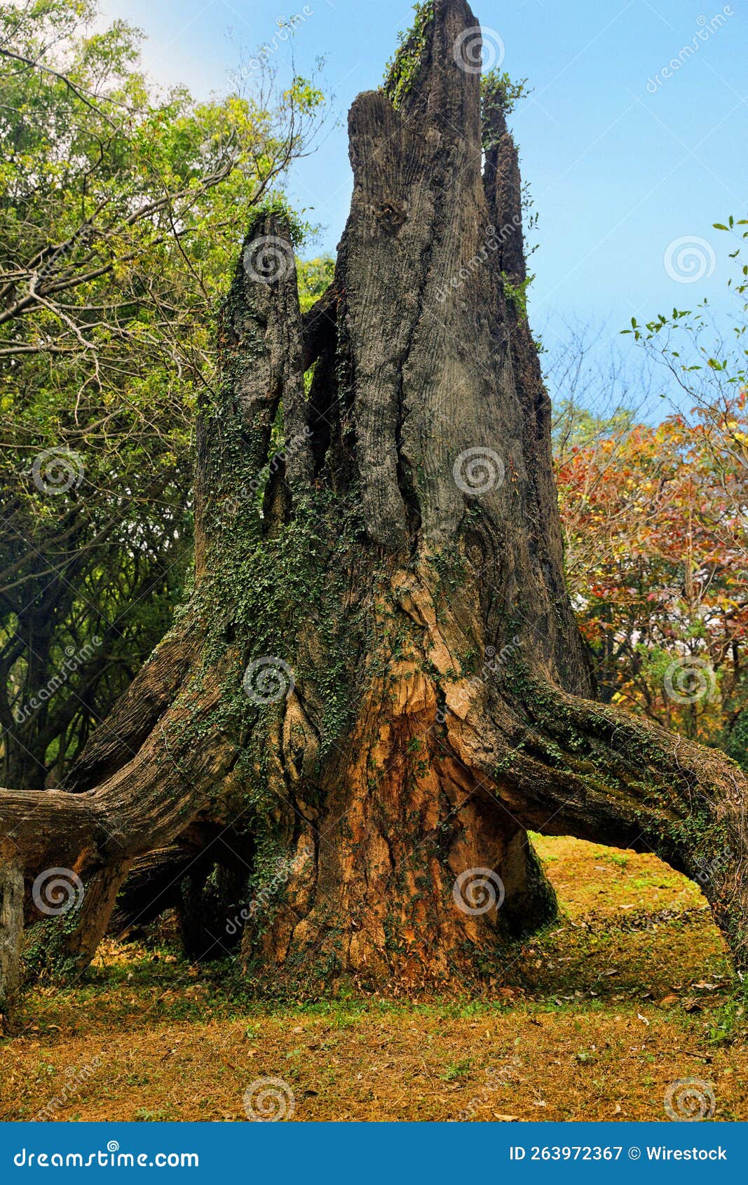 Old Tree with Big Roots Covered with Moss Stock Image - Image of autumn ...