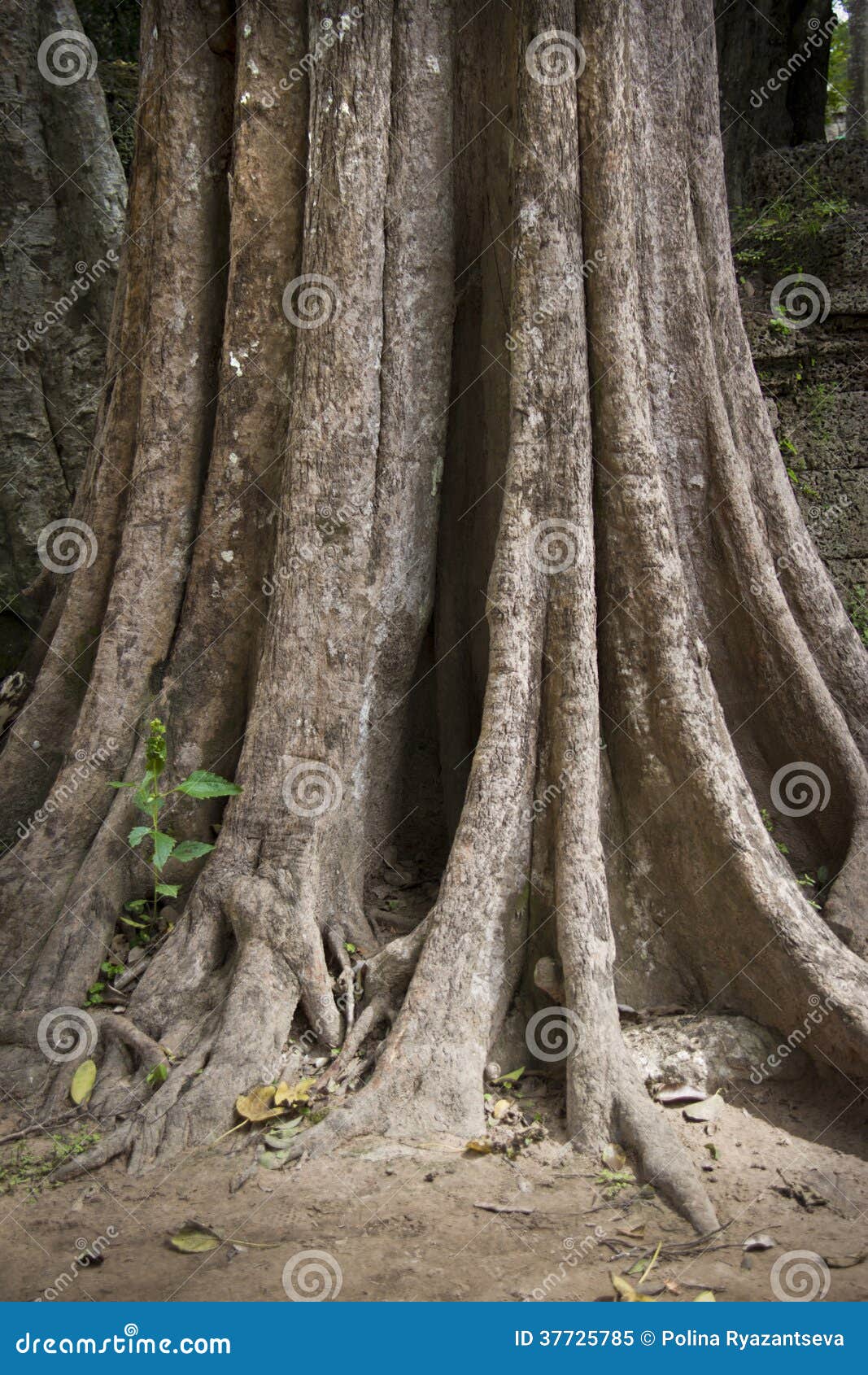 Old Tree with Big Roots in Jungle Forest Stock Image - Image of angkor ...