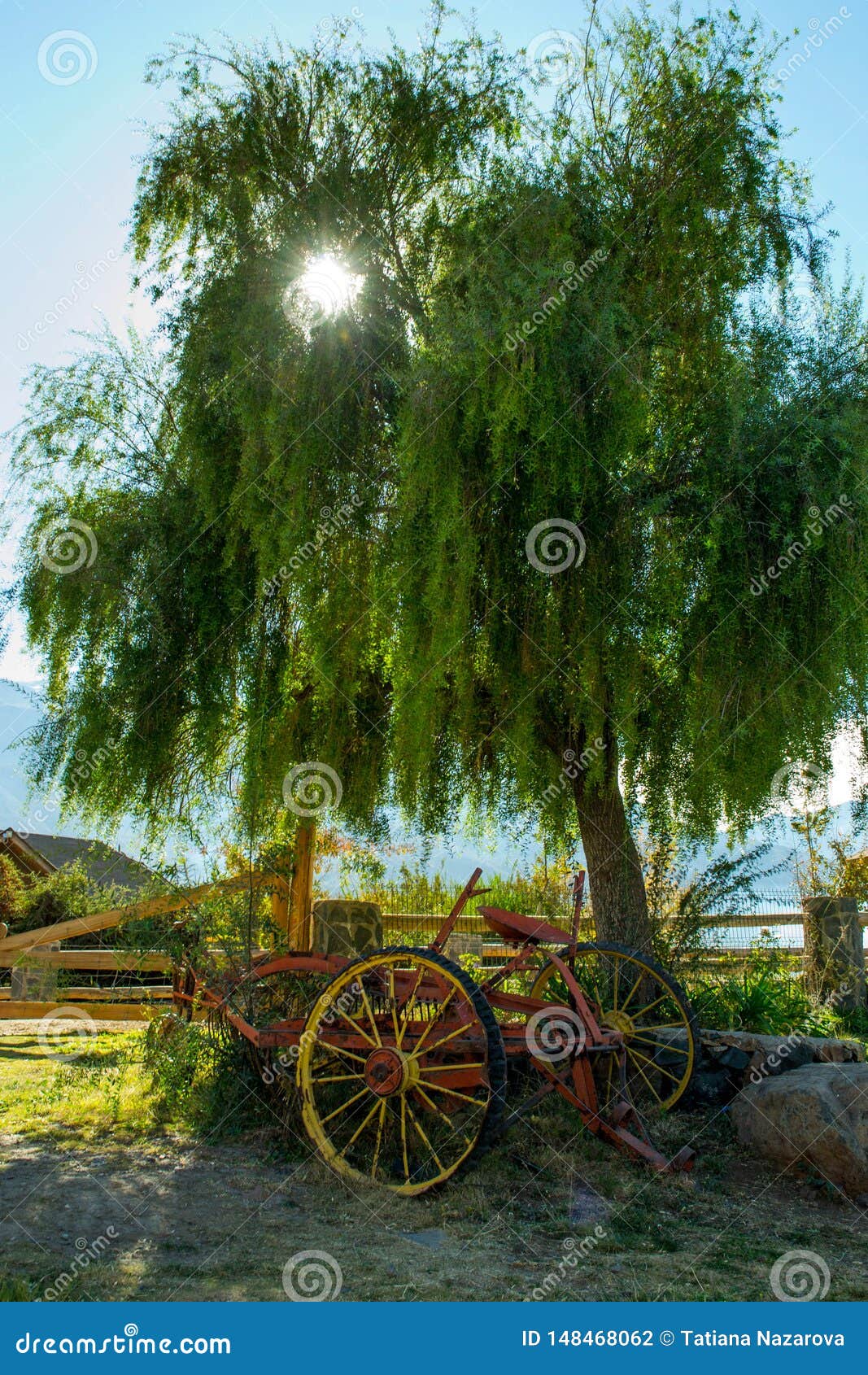 Old cart under the tree stock photo. Image of parked - 148468062