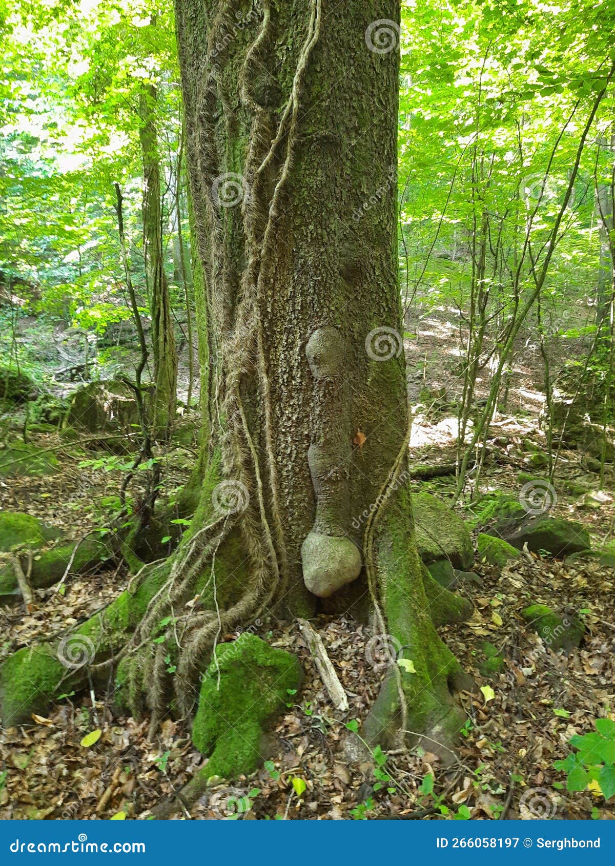 Tree mutant stock image. Image of leaf, grove, woodland - 266058197