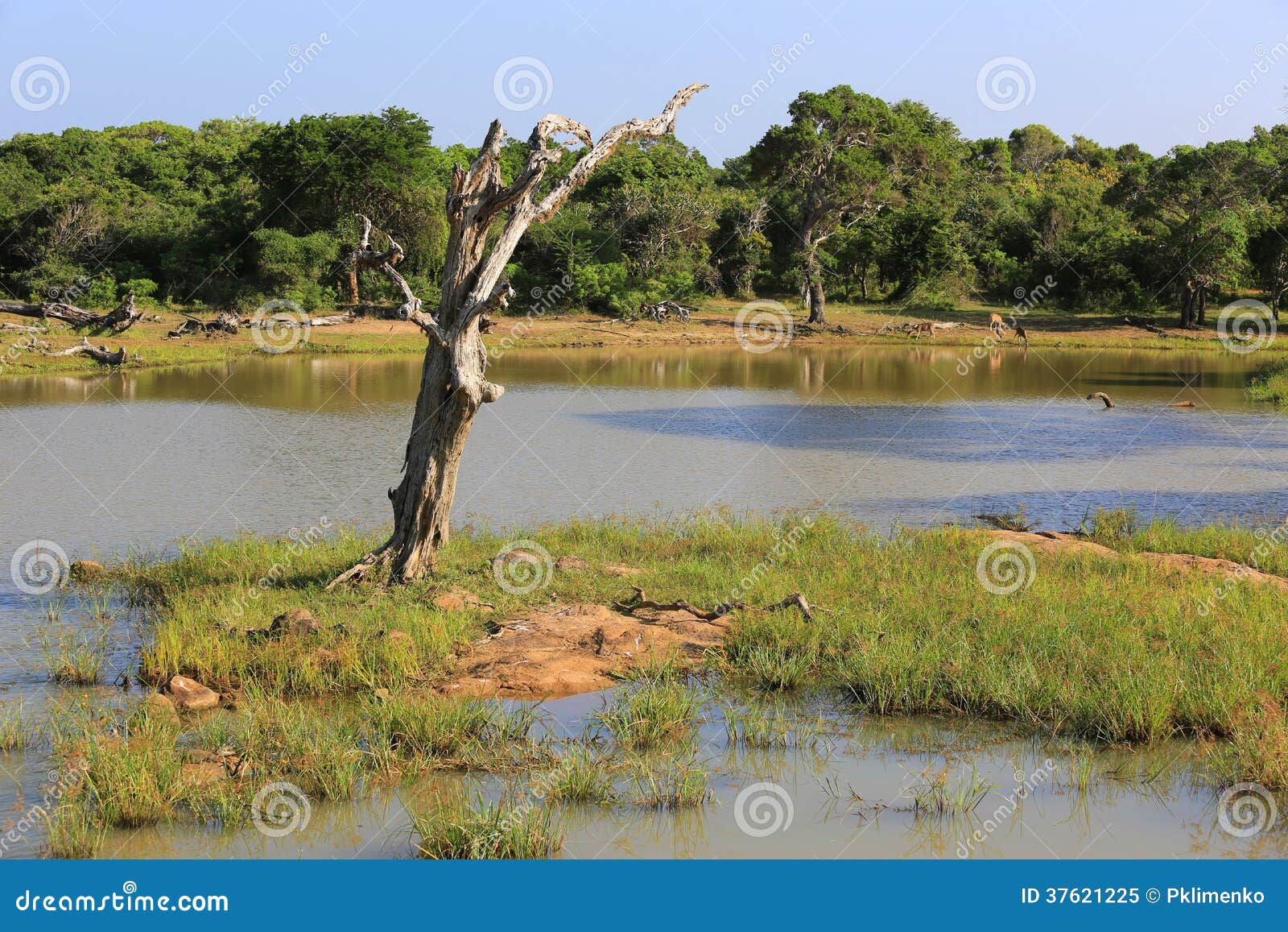 Old tree on bog stock image. Image of jungle, safari - 37621225