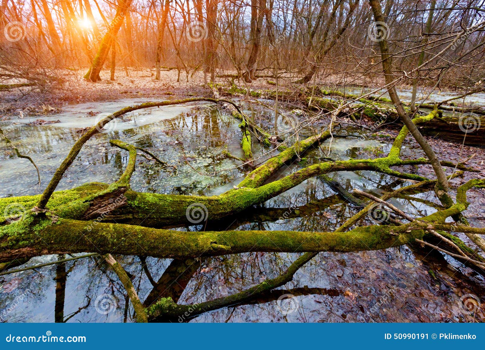 Old tree on bog stock image. Image of view, ecosystem - 50990191