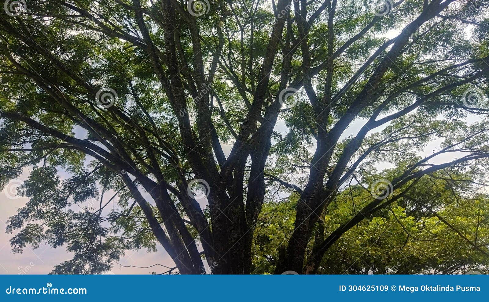Old tree branch stock image. Image of nature, branch - 304625109