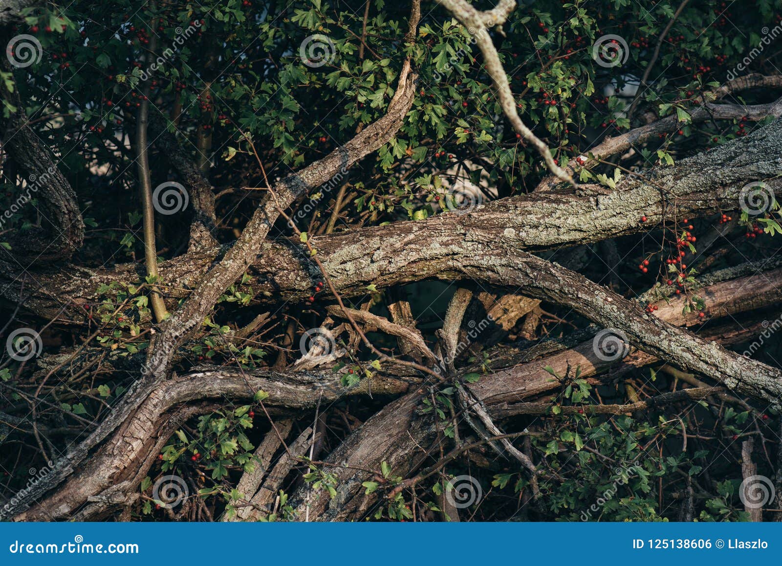 Old tree branch at forest stock photo. Image of moss - 125138606