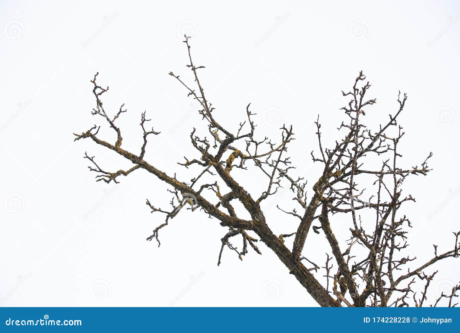 Old Tree Branch Isolated on White Stock Photo - Image of leaf, outdoor ...