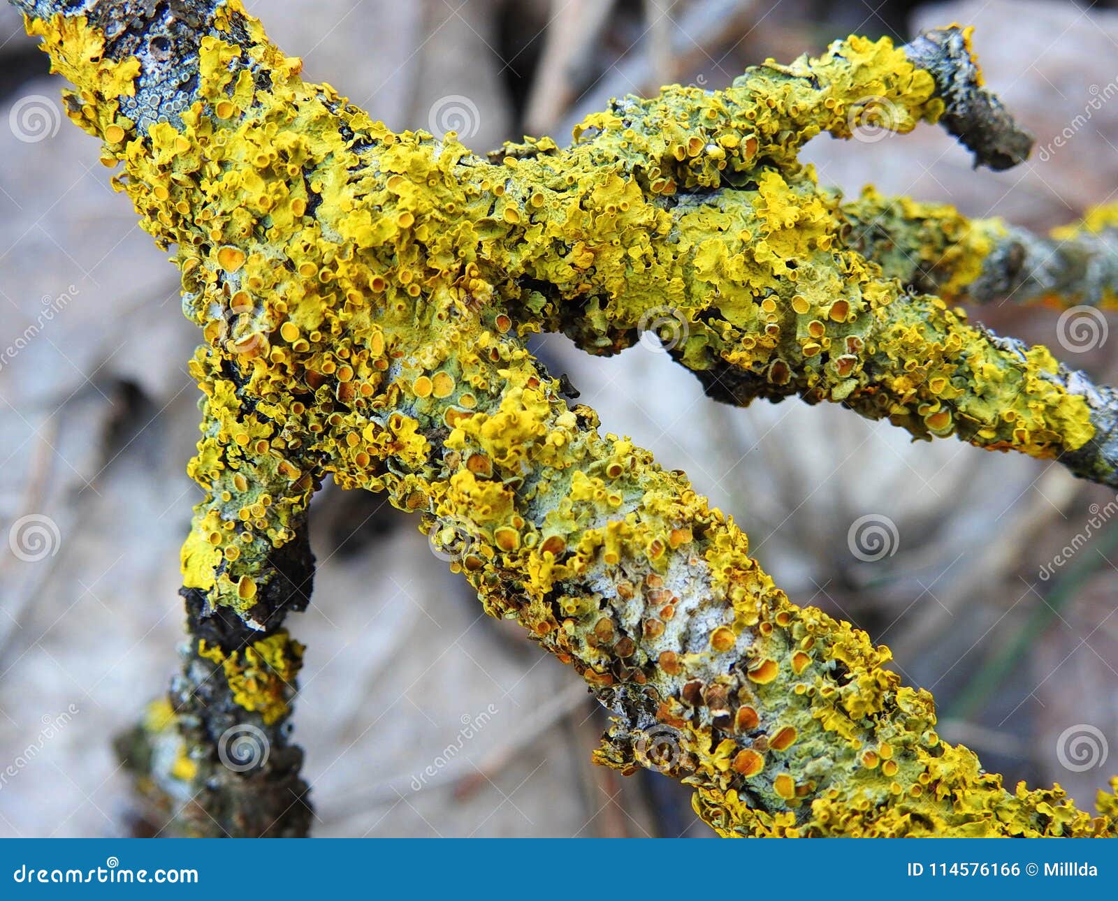 Old Tree Branch with Lichen, Lithuania Stock Photo - Image of nature ...