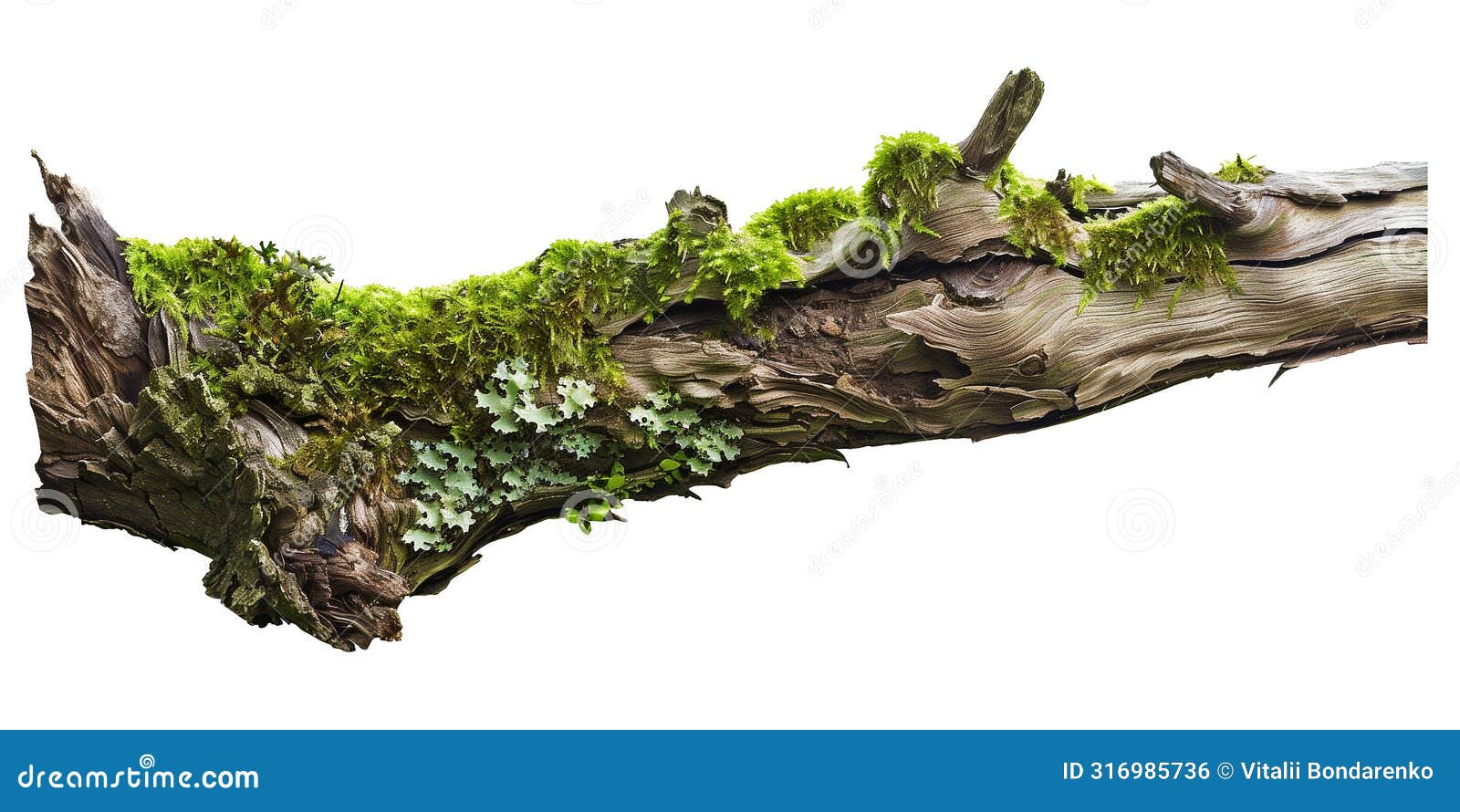 Old Tree Branch with Moss Isolated on Transparent Background. Stock ...