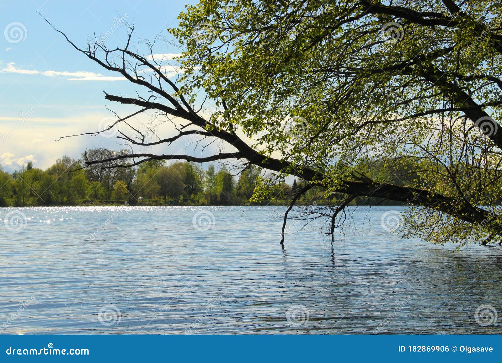 Old Tree Branch Over the Water. Peaceful Riverscape with Rippled Water ...