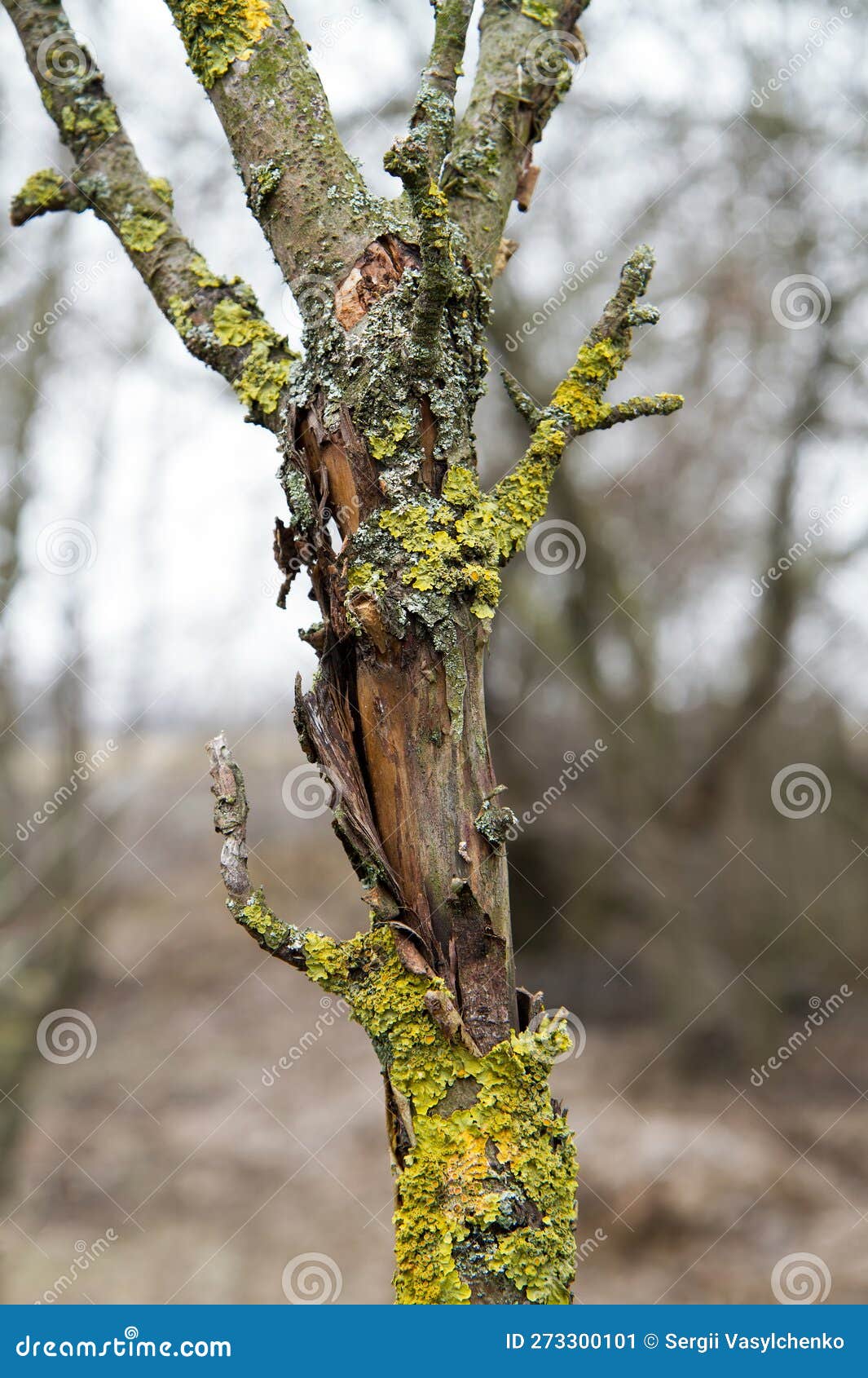 An Old Tree Branch Overgrown with Moss. Stock Image - Image of ...
