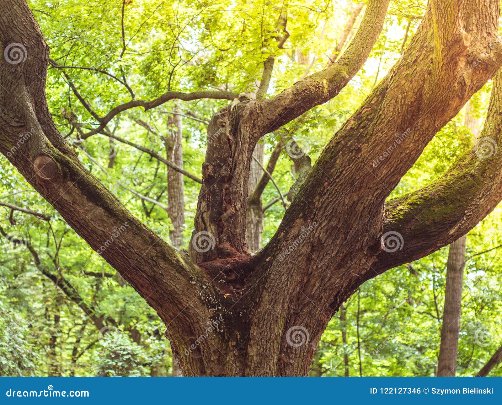 Old Tree Branch in the Sunshine Stock Photo - Image of atmospheric ...