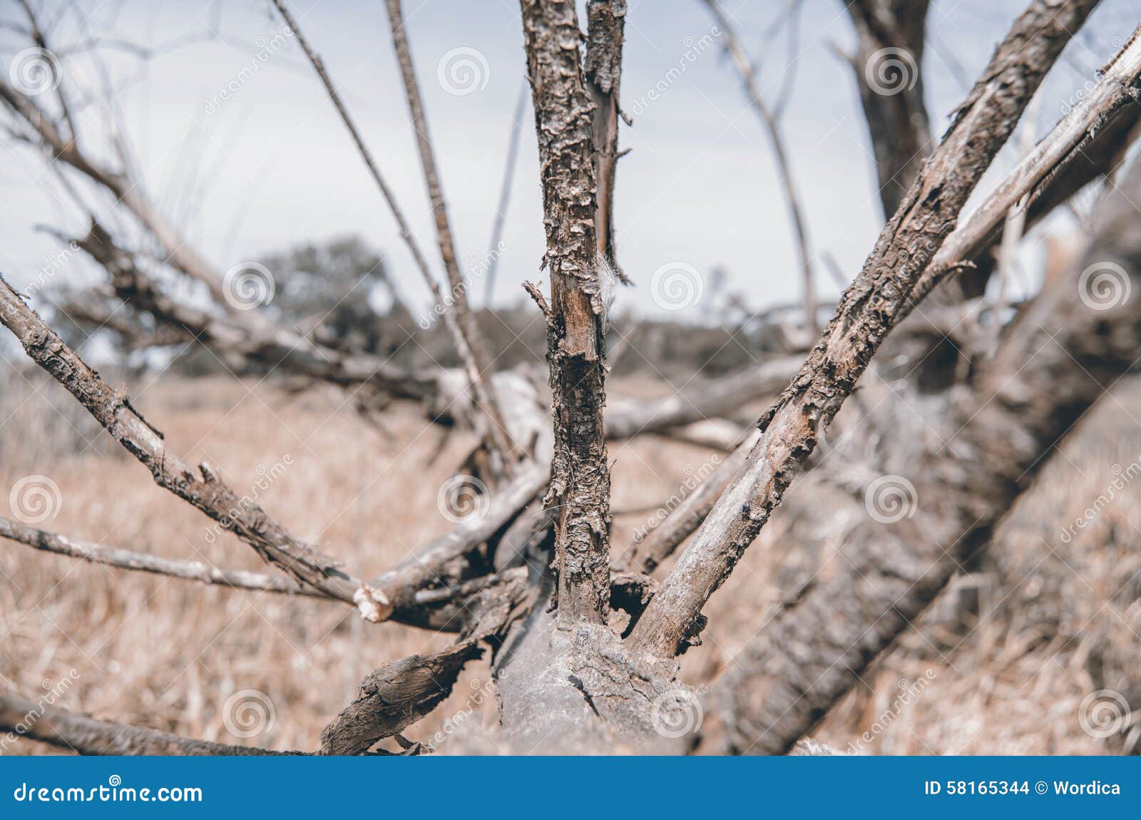 Old Tree Branch Vintage Style Stock Photo - Image of closeups, vintage ...