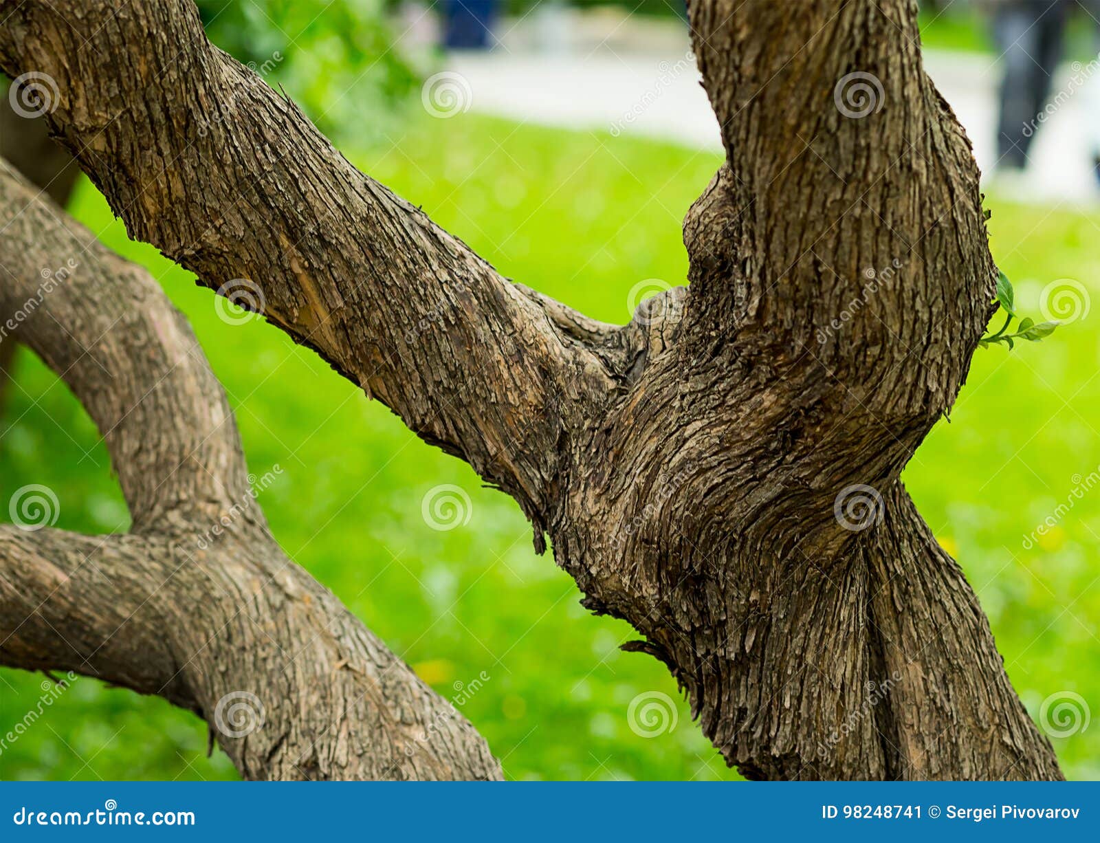 Old Tree Branched with Twisted Bark on a Green Stock Image - Image of ...