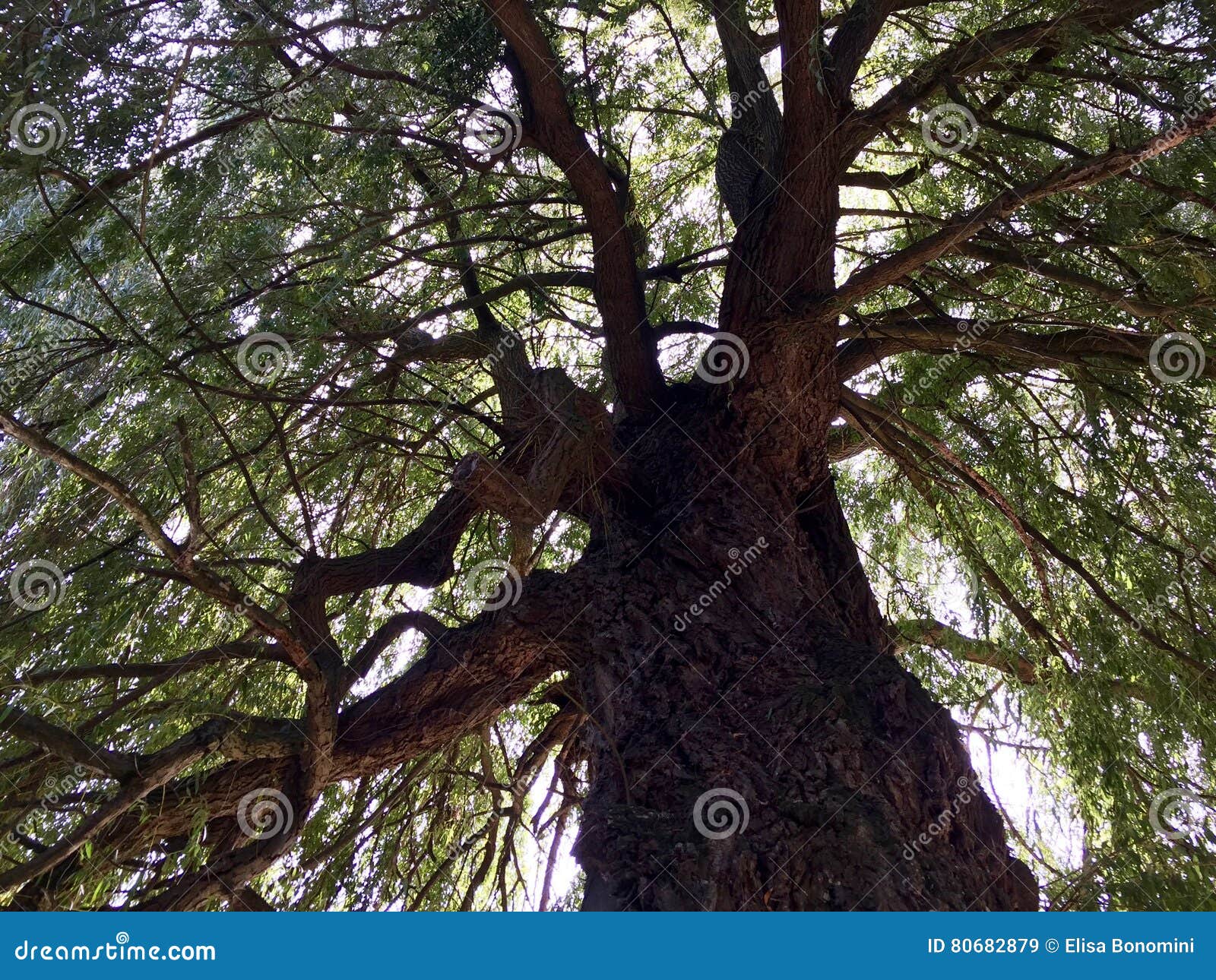 Old tree branches stock image. Image of legend, tree - 80682879