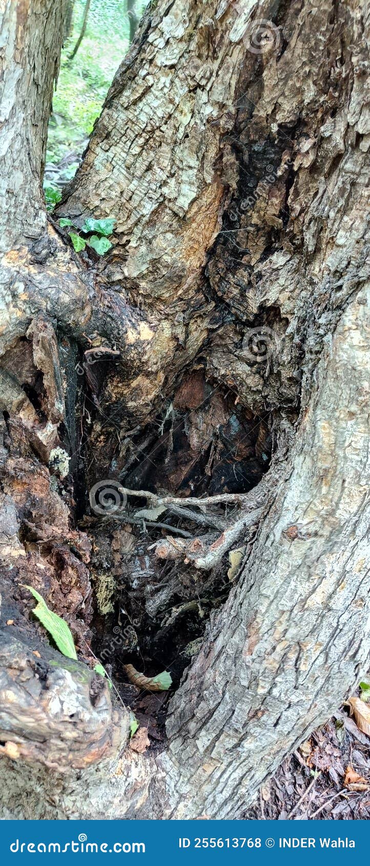 Old Tree Branches with Green View in Jungle Forest.. Stock Photo ...