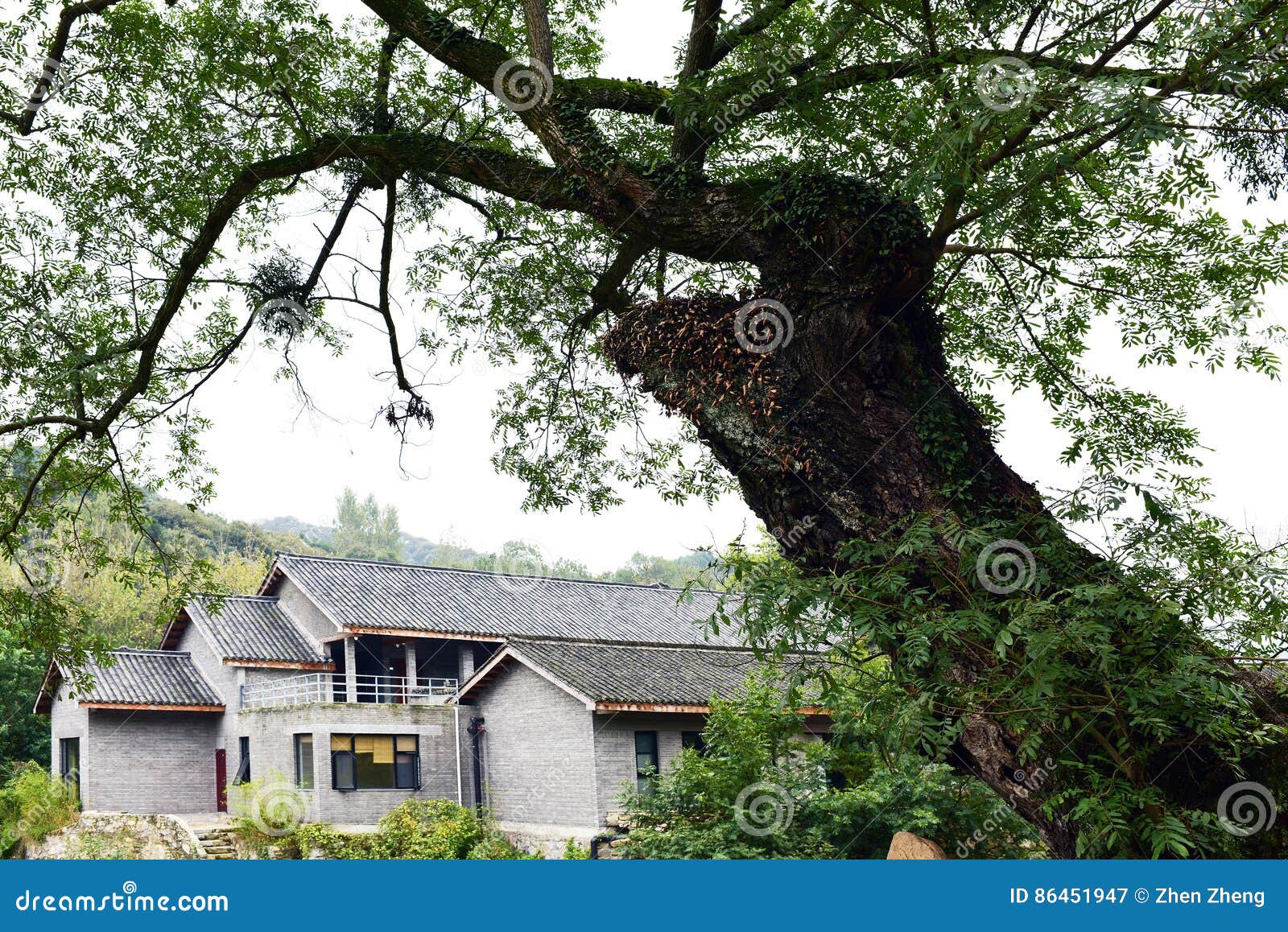 Old Tree Branches and Houses Stock Image - Image of outdoors, tourist ...