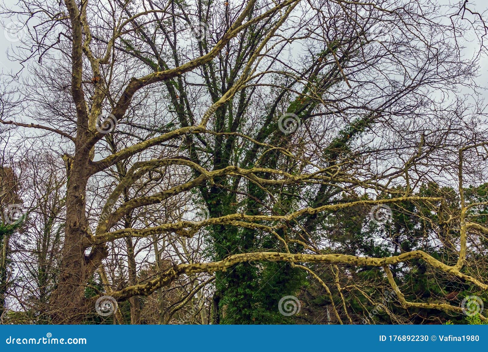 Old Tree Branches without Leaves Stock Photo - Image of nature, rain ...