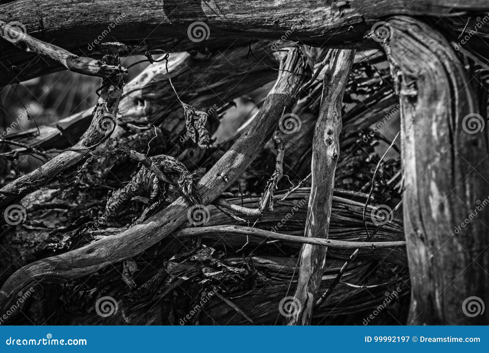 Old tree branches stock image. Image of leaf, abstract - 99992197
