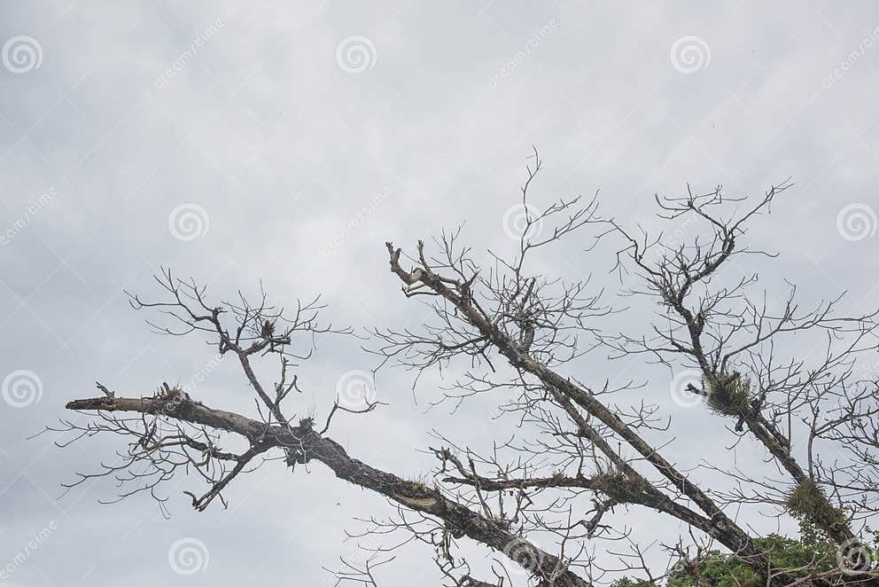 Old tree branches stock photo. Image of branch, loneliness - 139334008