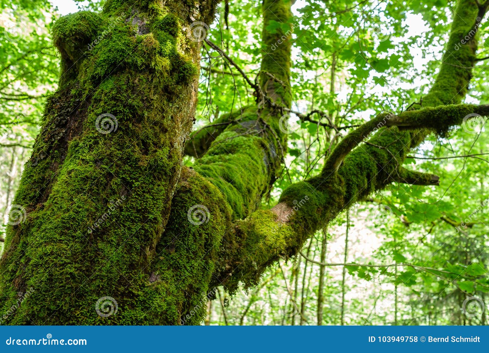 Old Tree and Branches Overgrown with Moss in a Forest Stock Photo ...