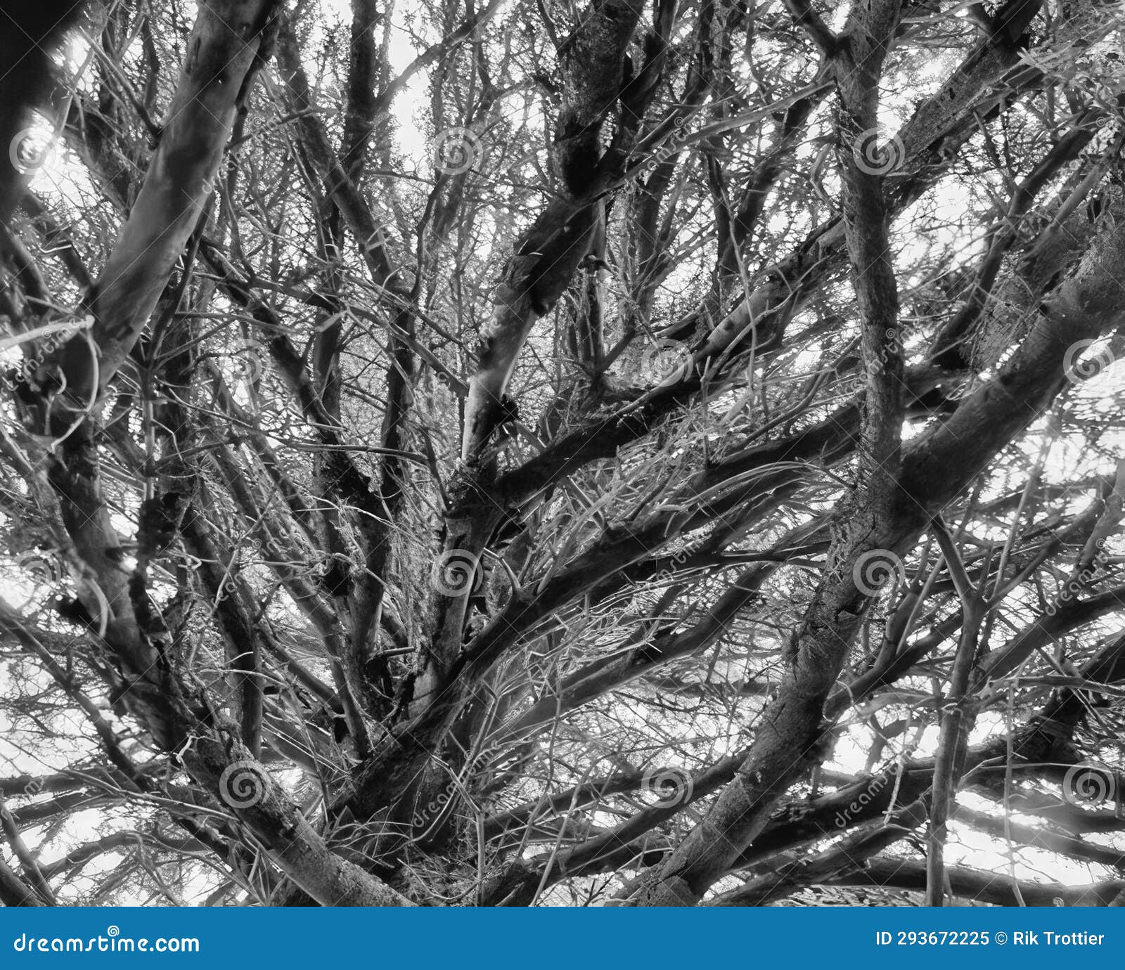 Old Tree Branches stock image. Image of wood, plant - 293672225