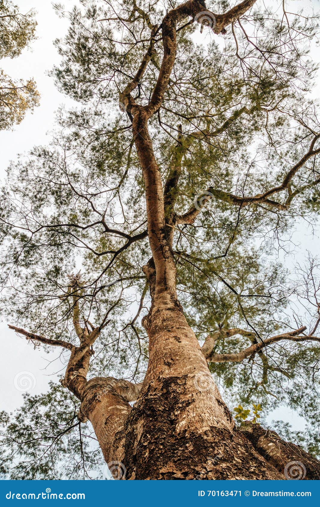 Old tree stock image. Image of spring, outdoor, beautiful - 70163471